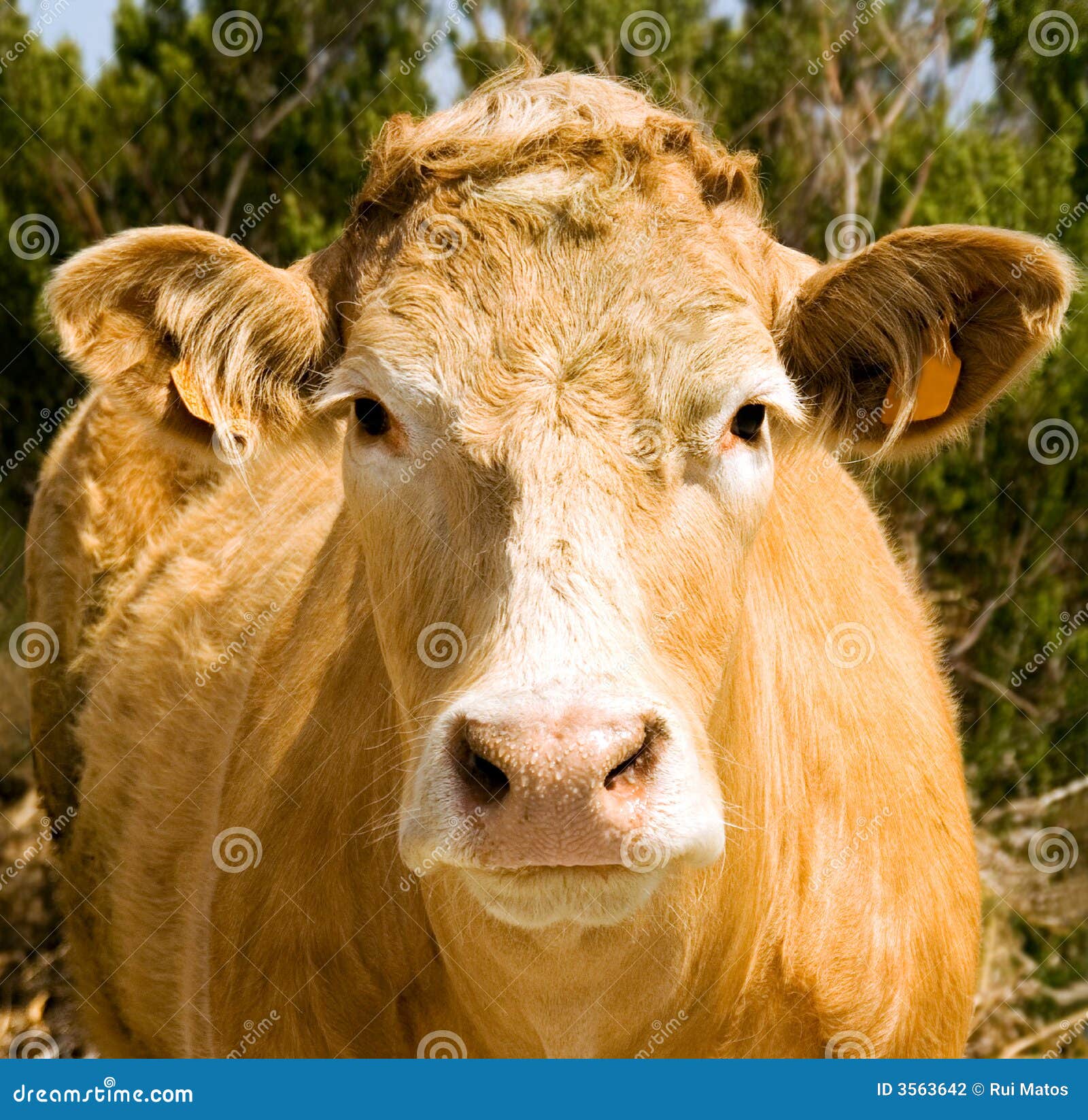 Cow portrait stock photo. Image of docile, facing, curiosity - 3563642