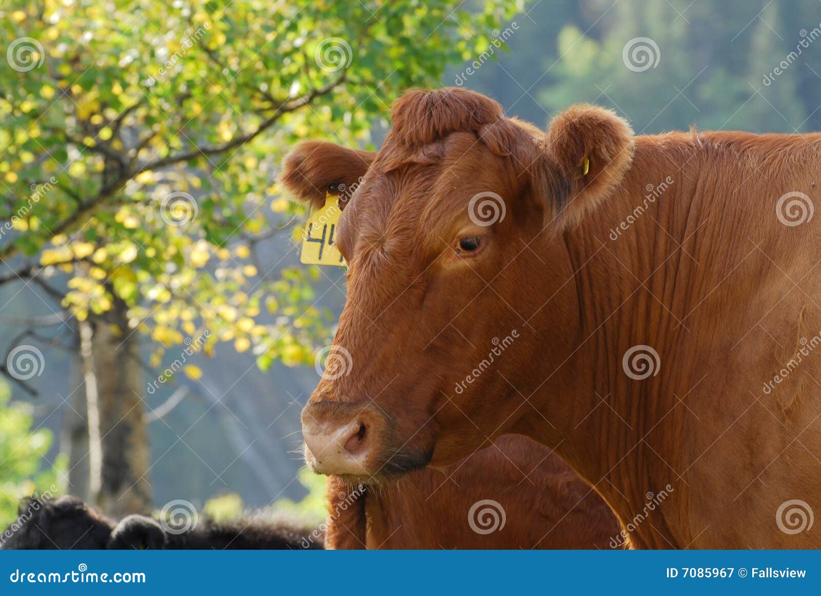 Cow portrait stock image. Image of poses, nature, pose - 7085967