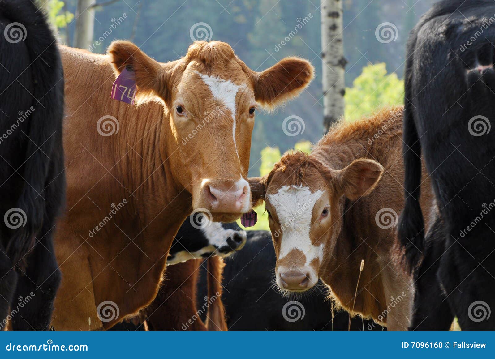 Cow portrait stock photo. Image of sheep, brown, calm - 7096160
