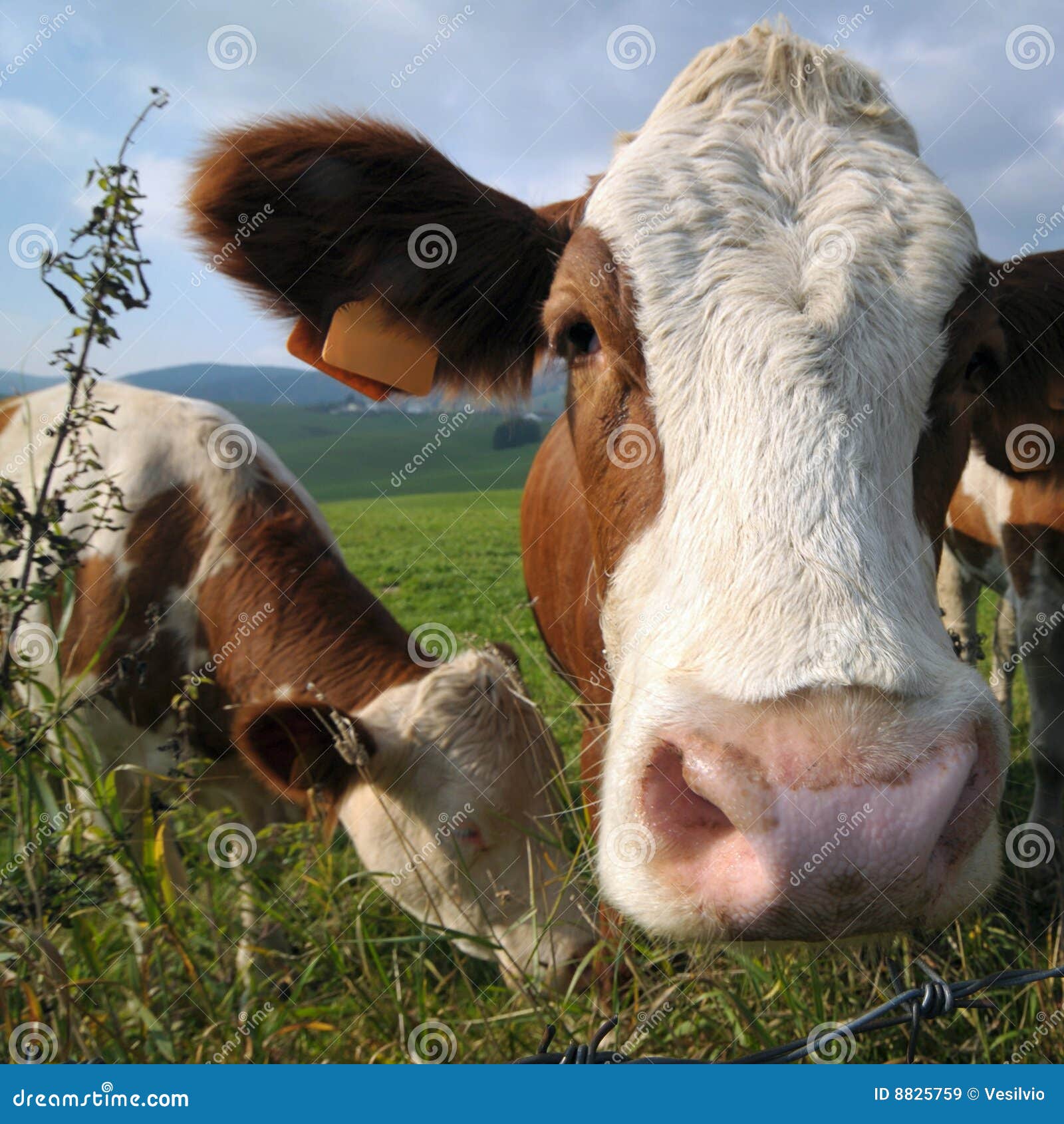 Cow portrait stock image. Image of camera, field, alps - 8825759