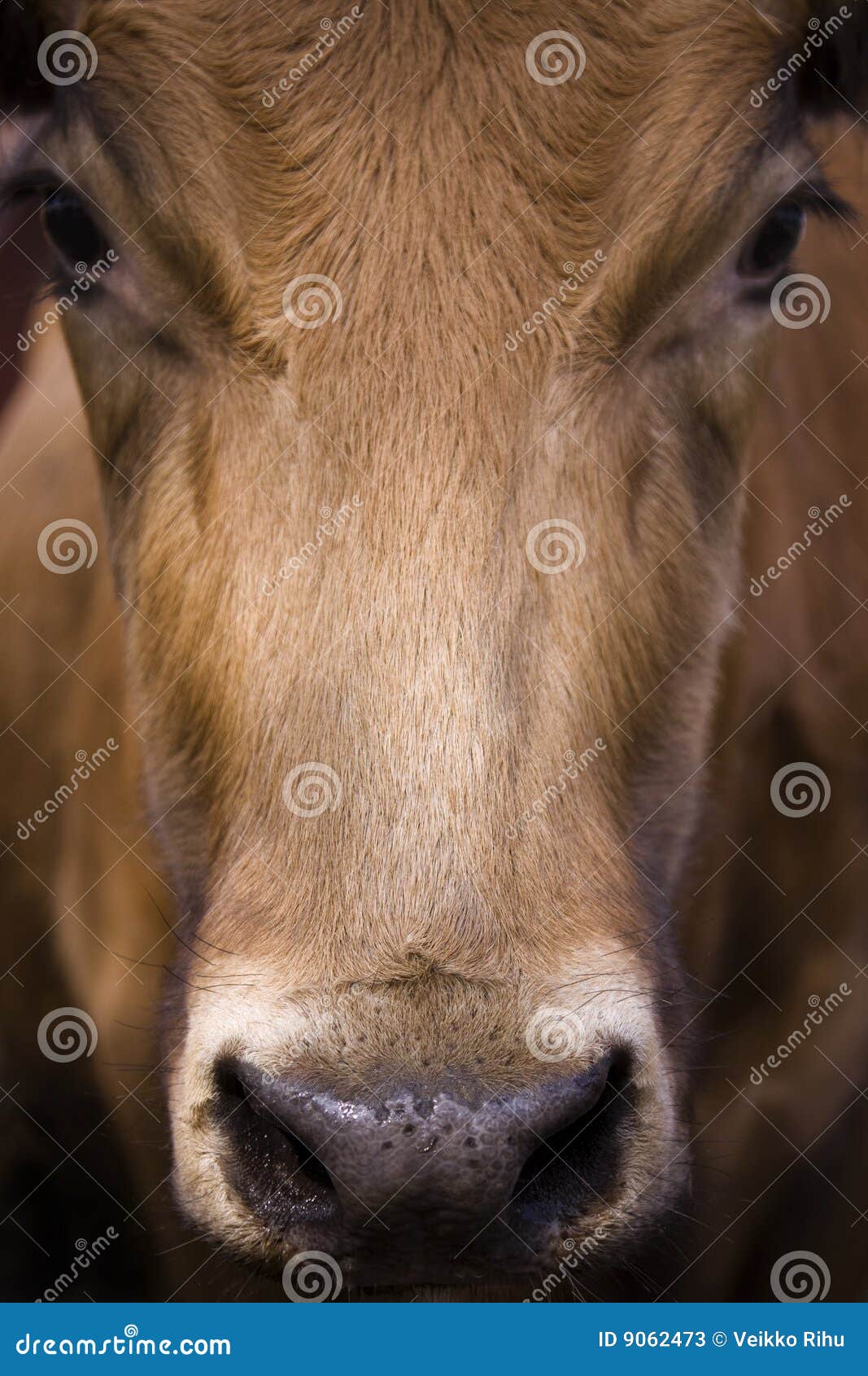 Cow portrait stock image. Image of country, mammal, close - 9062473