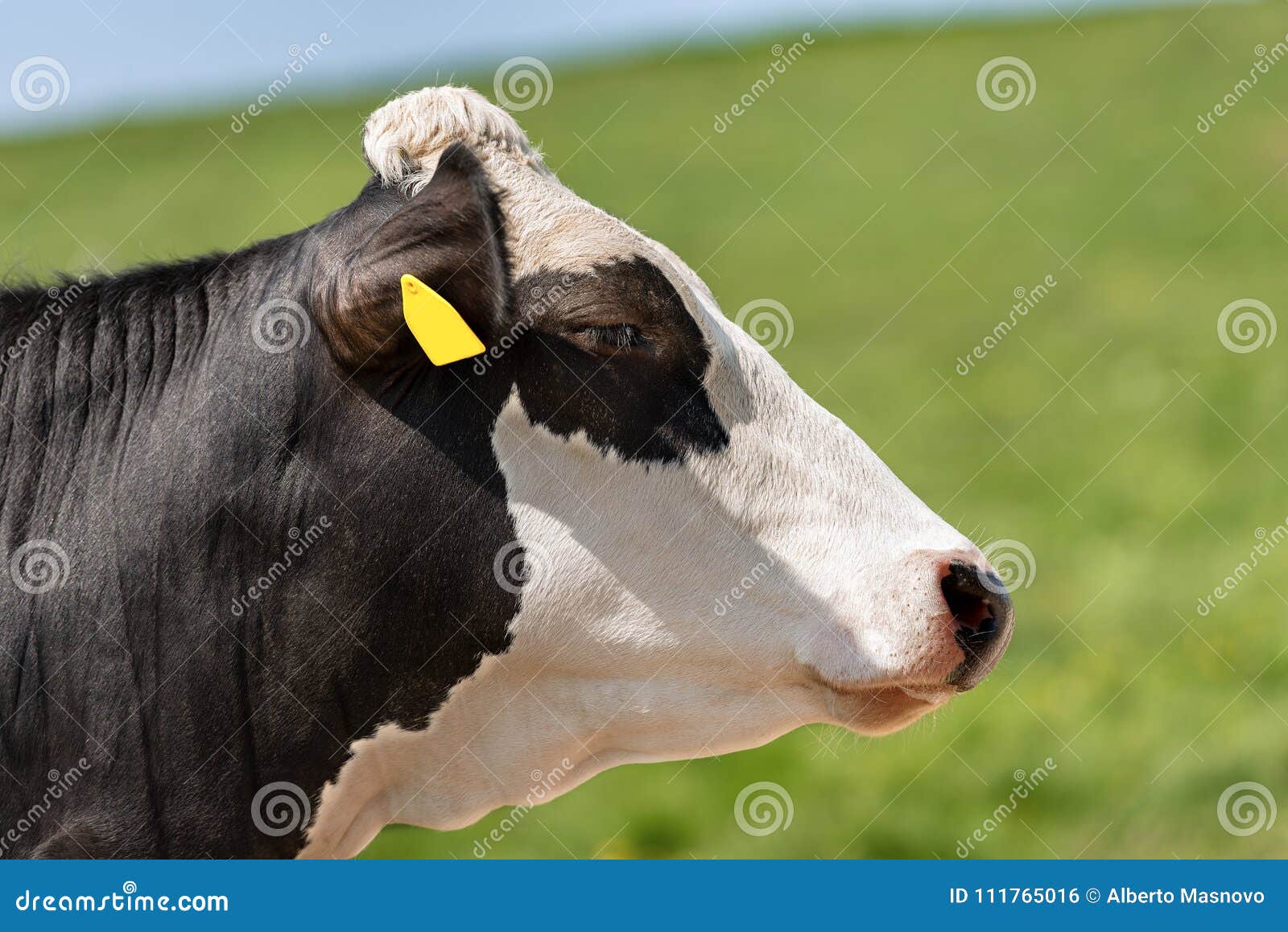Head of a Black and White Cow - Side View Stock Photo - Image of ...