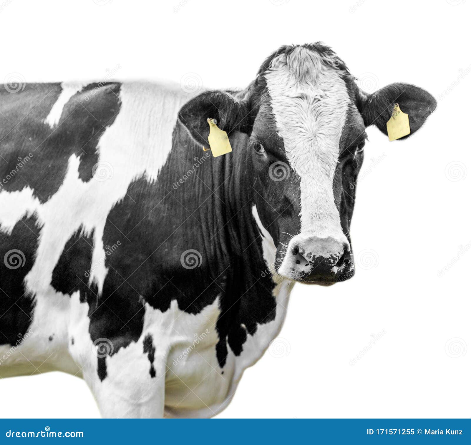 Cow Portrait on Isolated White Background Stock Image - Image of ...