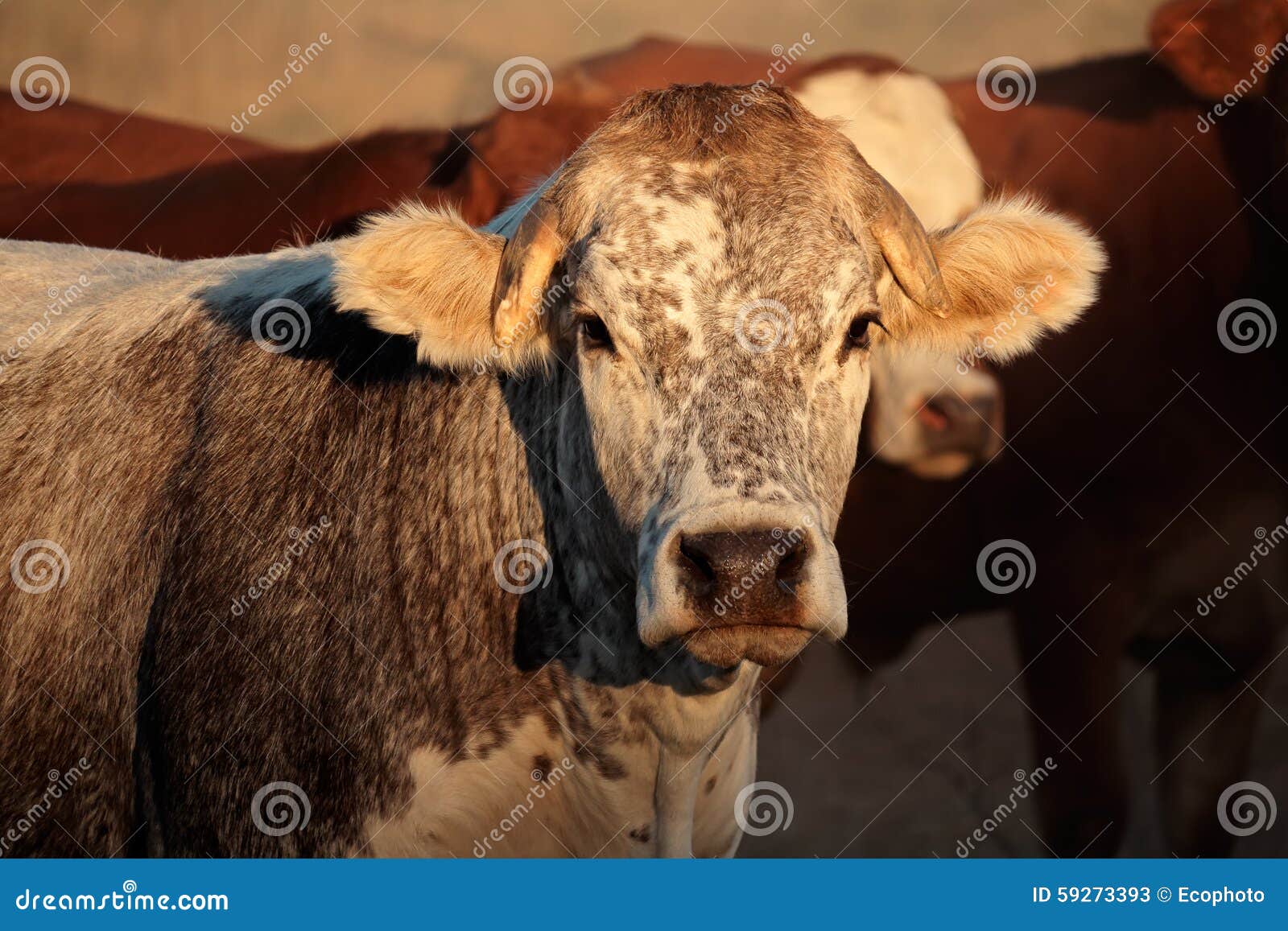 Cow portrait stock image. Image of agriculture, mammal - 59273393