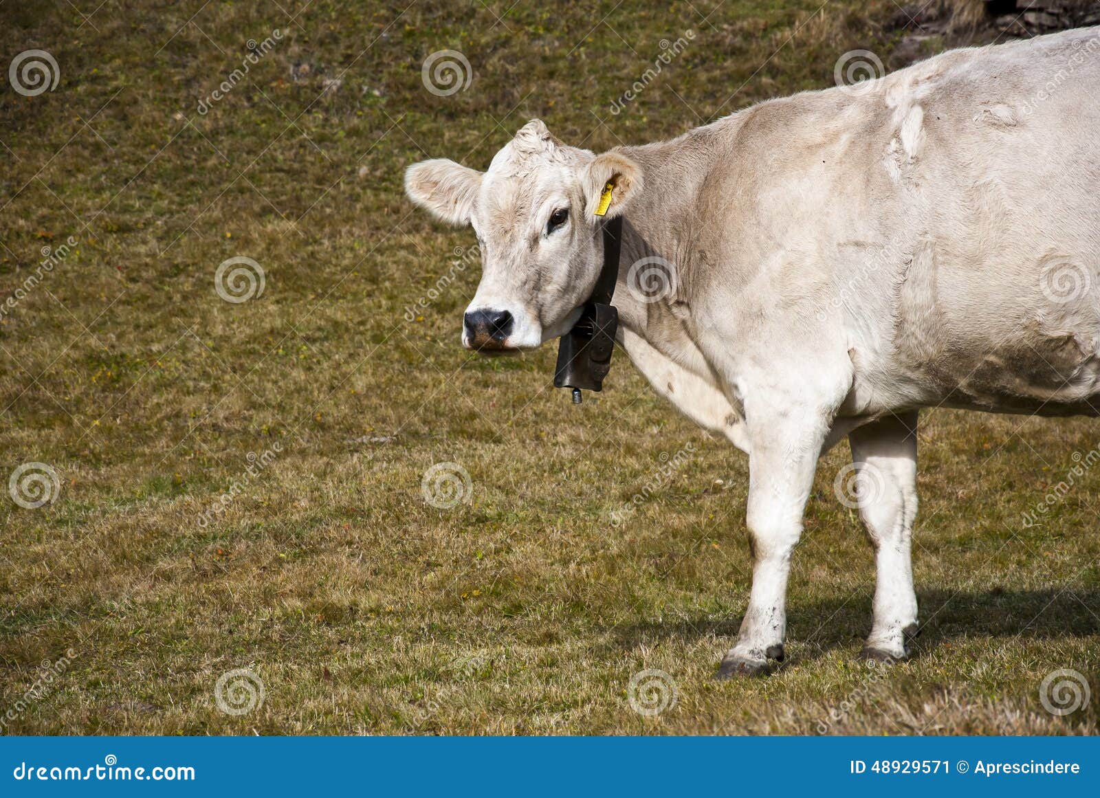 Cow portrait stock image. Image of landscape, animals - 48929571