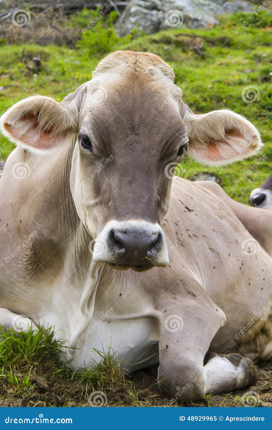 Cow portrait stock image. Image of farm, grass, milk - 48929965