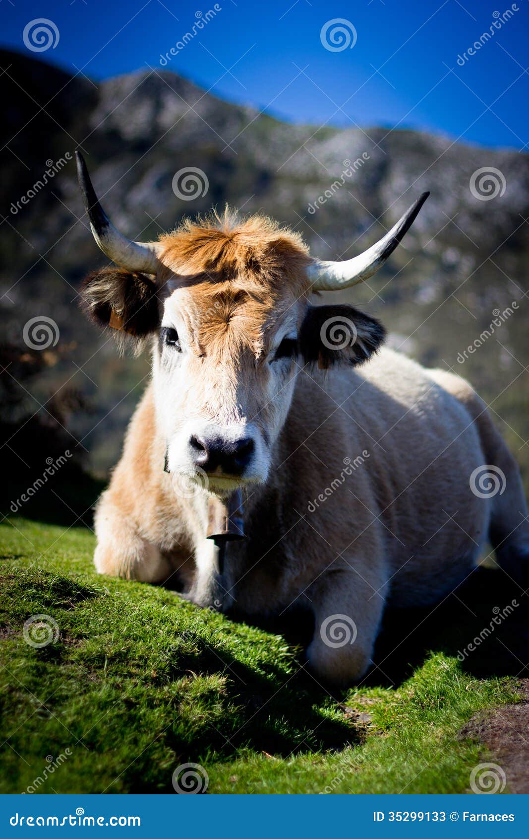 Cow stock image. Image of land, milk, herd, green, country - 35299133