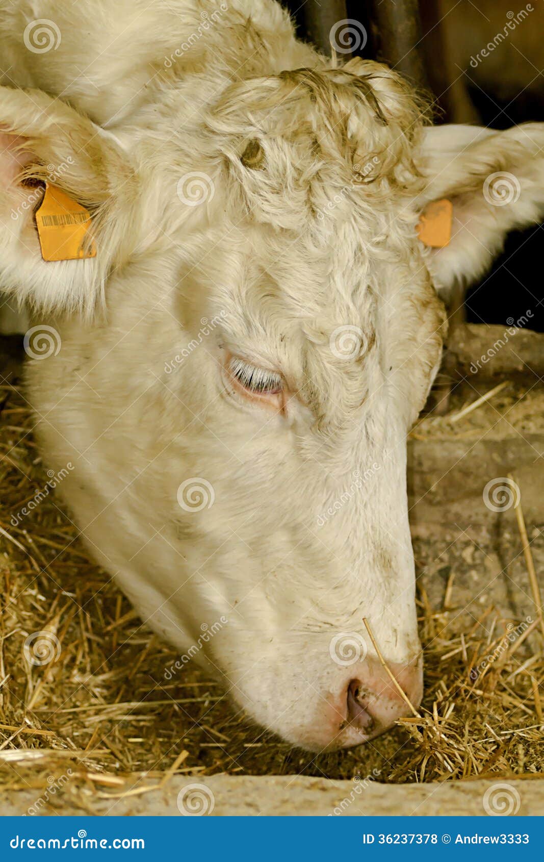 Cow portrait stock photo. Image of stables, animal, agricultural - 36237378
