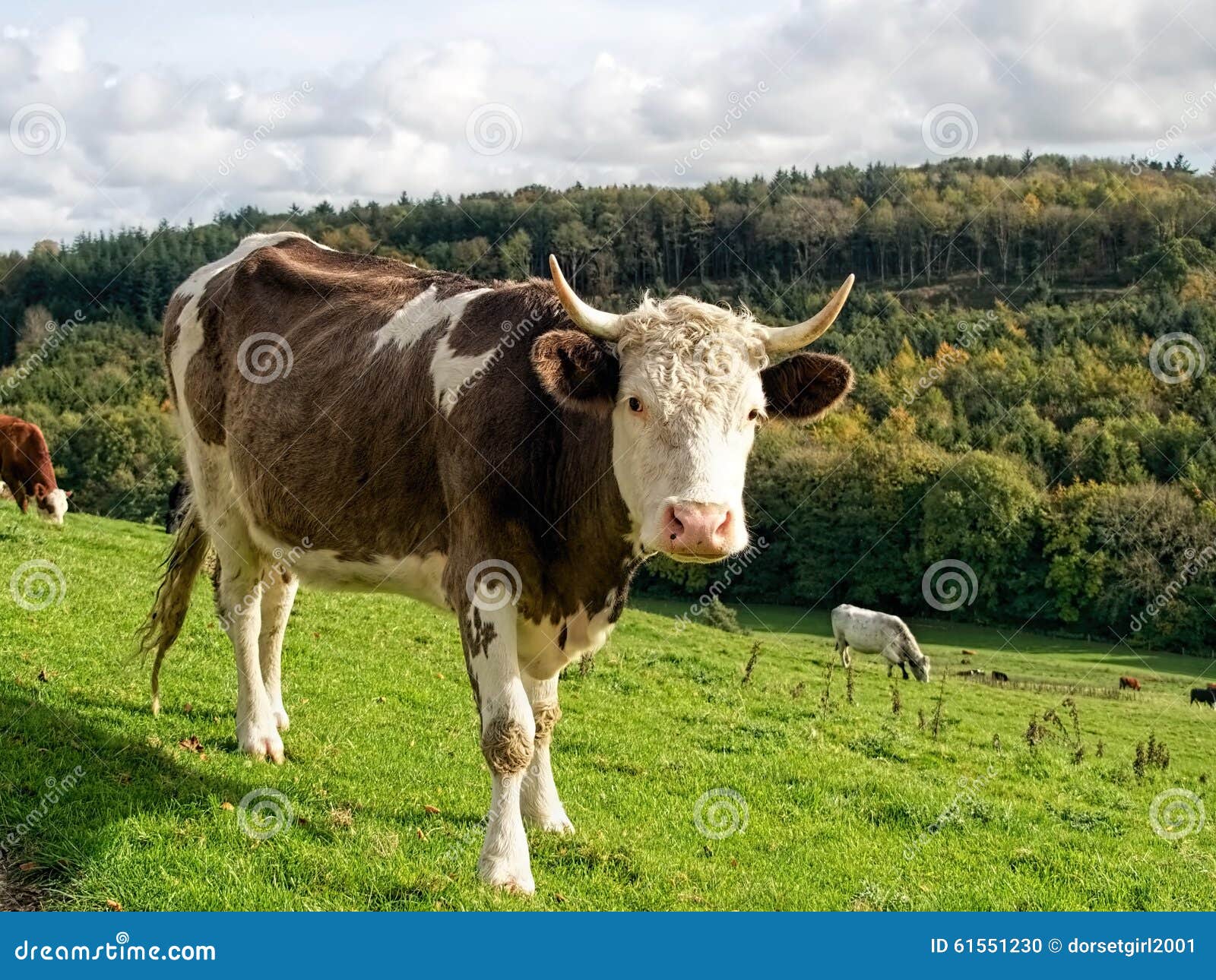 Cow Posing for the Camera stock photo. Image of cattle - 61551230
