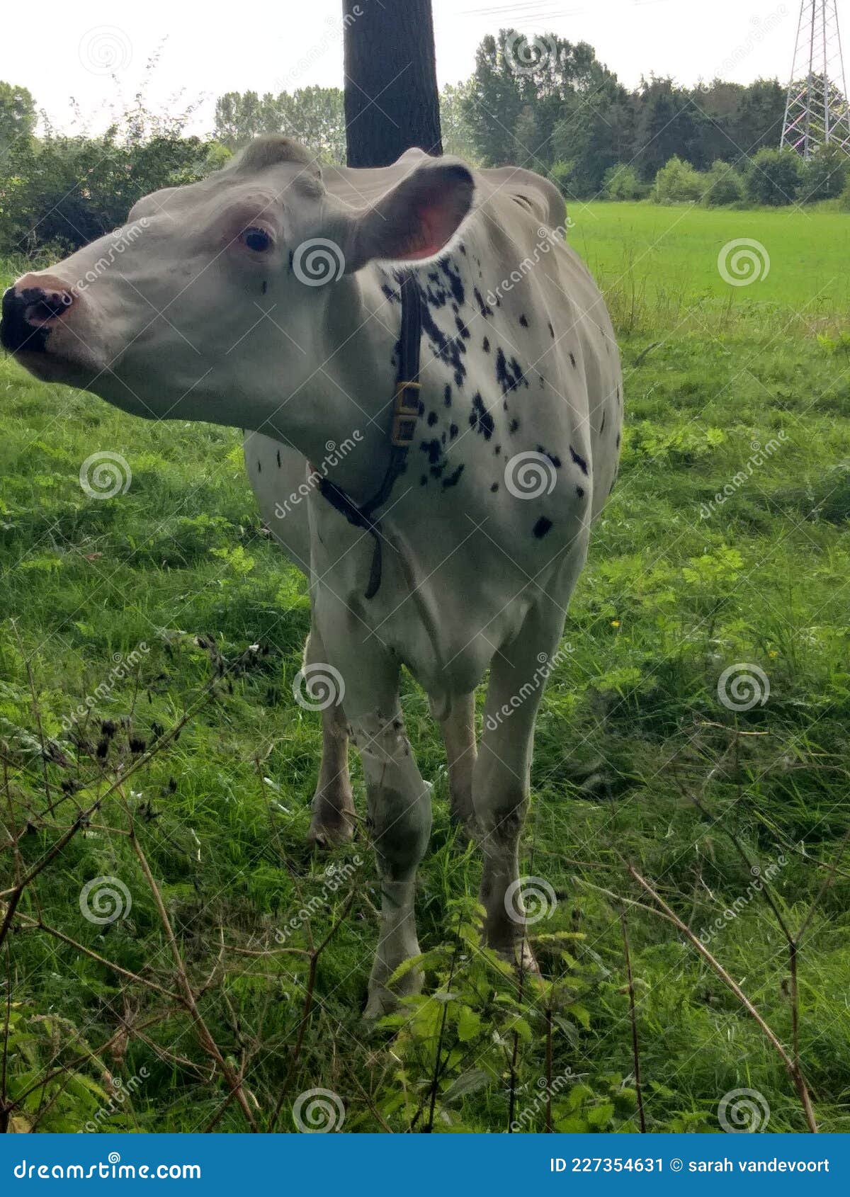 Cow posing for photo stock image. Image of tree, posing - 227354631