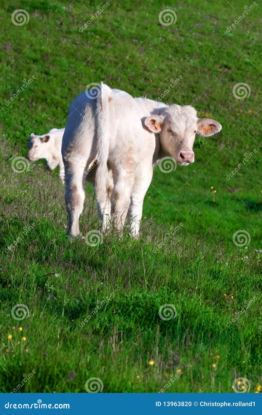 Cow in a prairie stock photo. Image of green, grass, countryside - 13963820