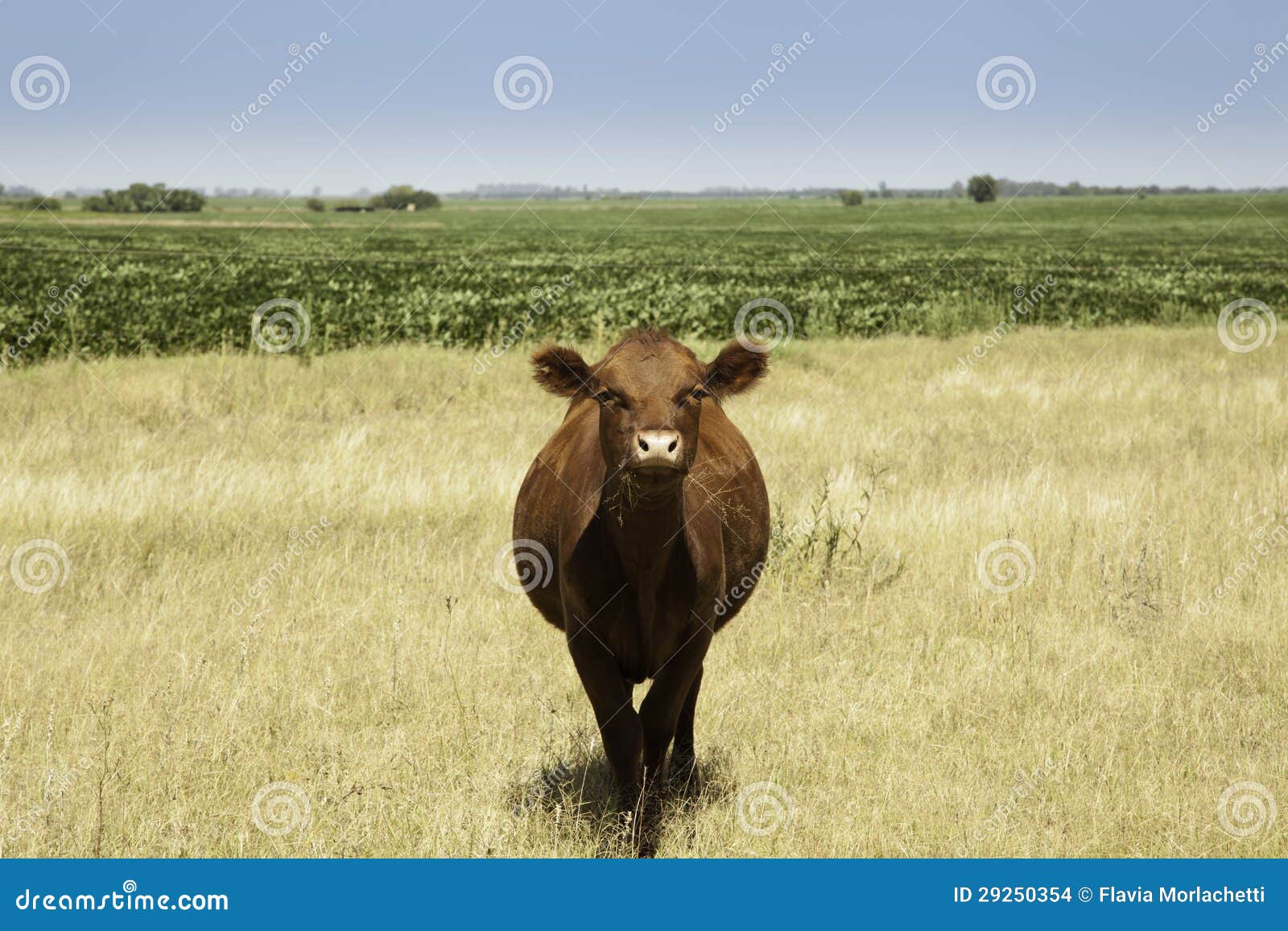 Cow in prairie stock photo. Image of prairie, stand, outdoors - 29250354
