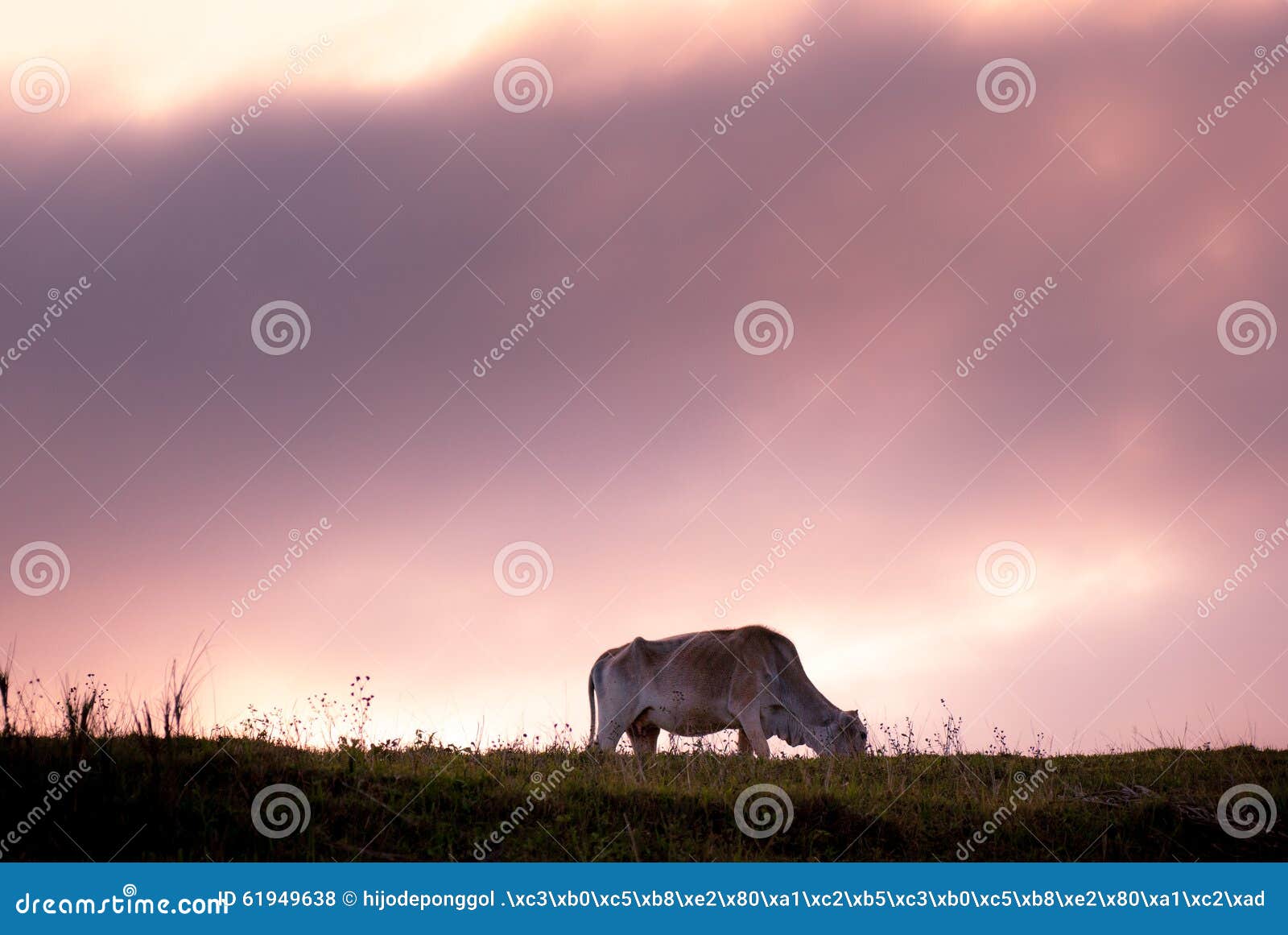 Cow at the Prairie during Sunset Stock Photo - Image of horizon ...