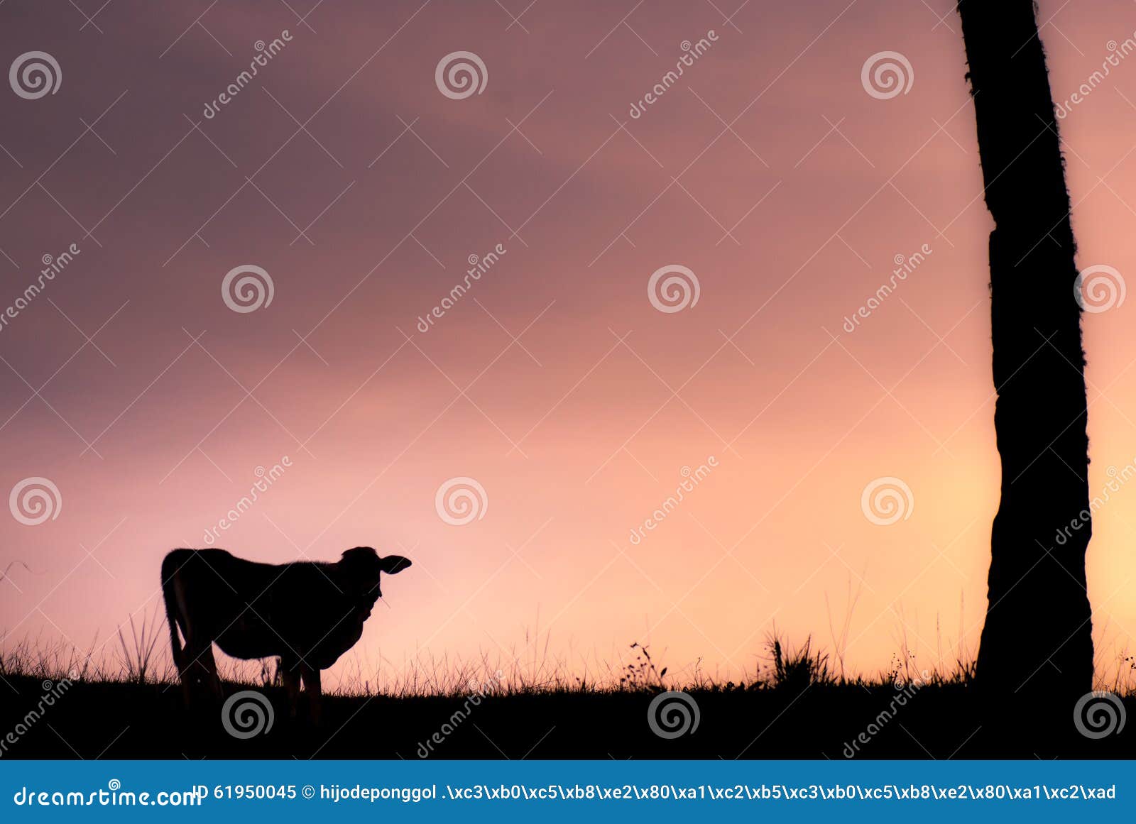 Cow at the Prairie during Sunset Stock Image - Image of animal, bright ...