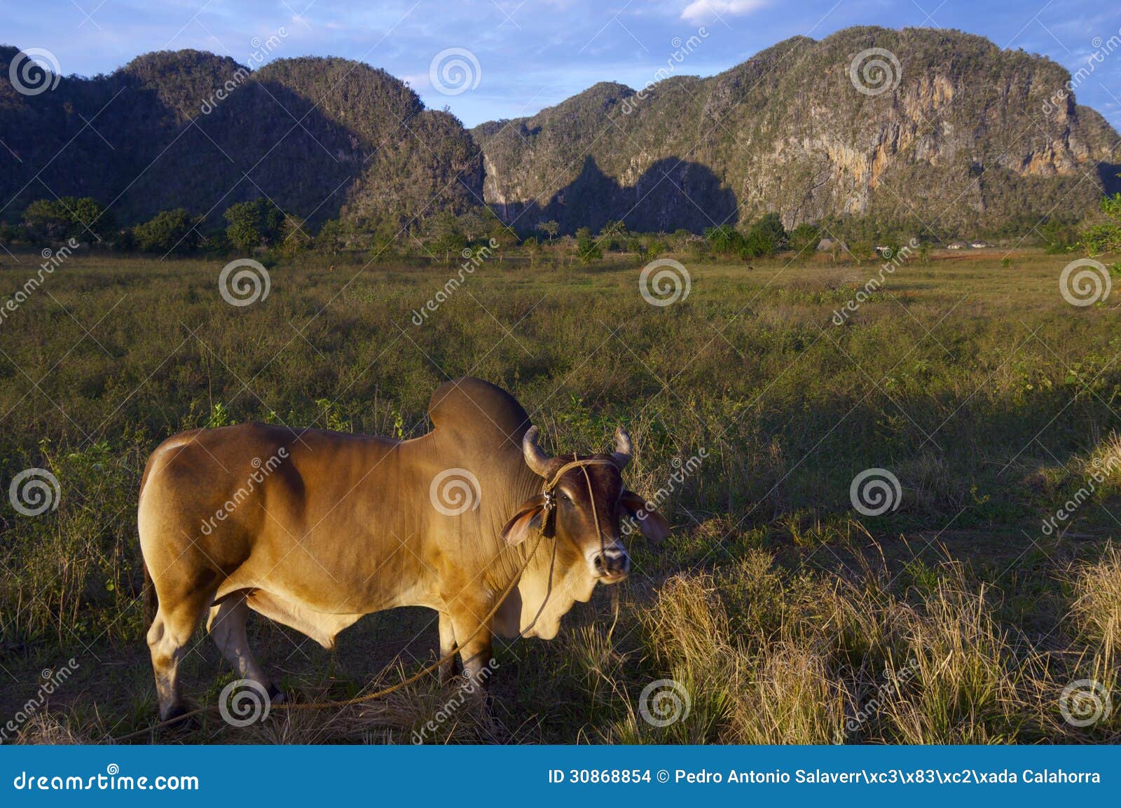 Cow stock photo. Image of horn, blue, leather, farming - 30868854