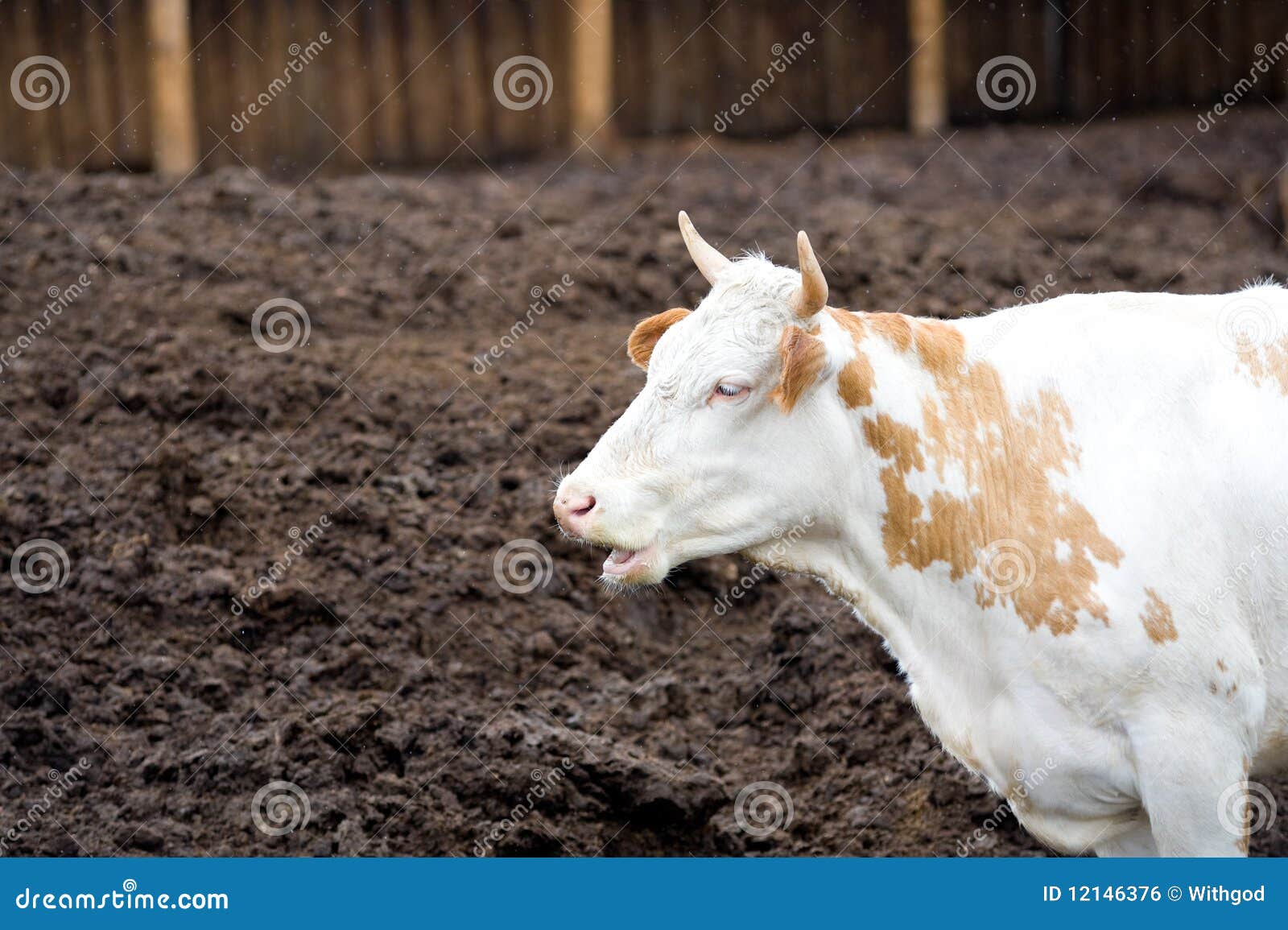 Cow in profile stock photo. Image of dark, bovine, husbandry - 12146376
