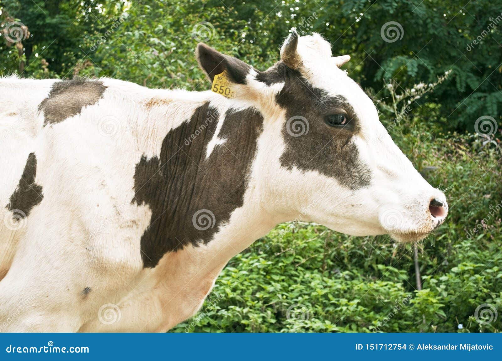 Cow profile stock photo. Image of blue, scene, color - 151712754