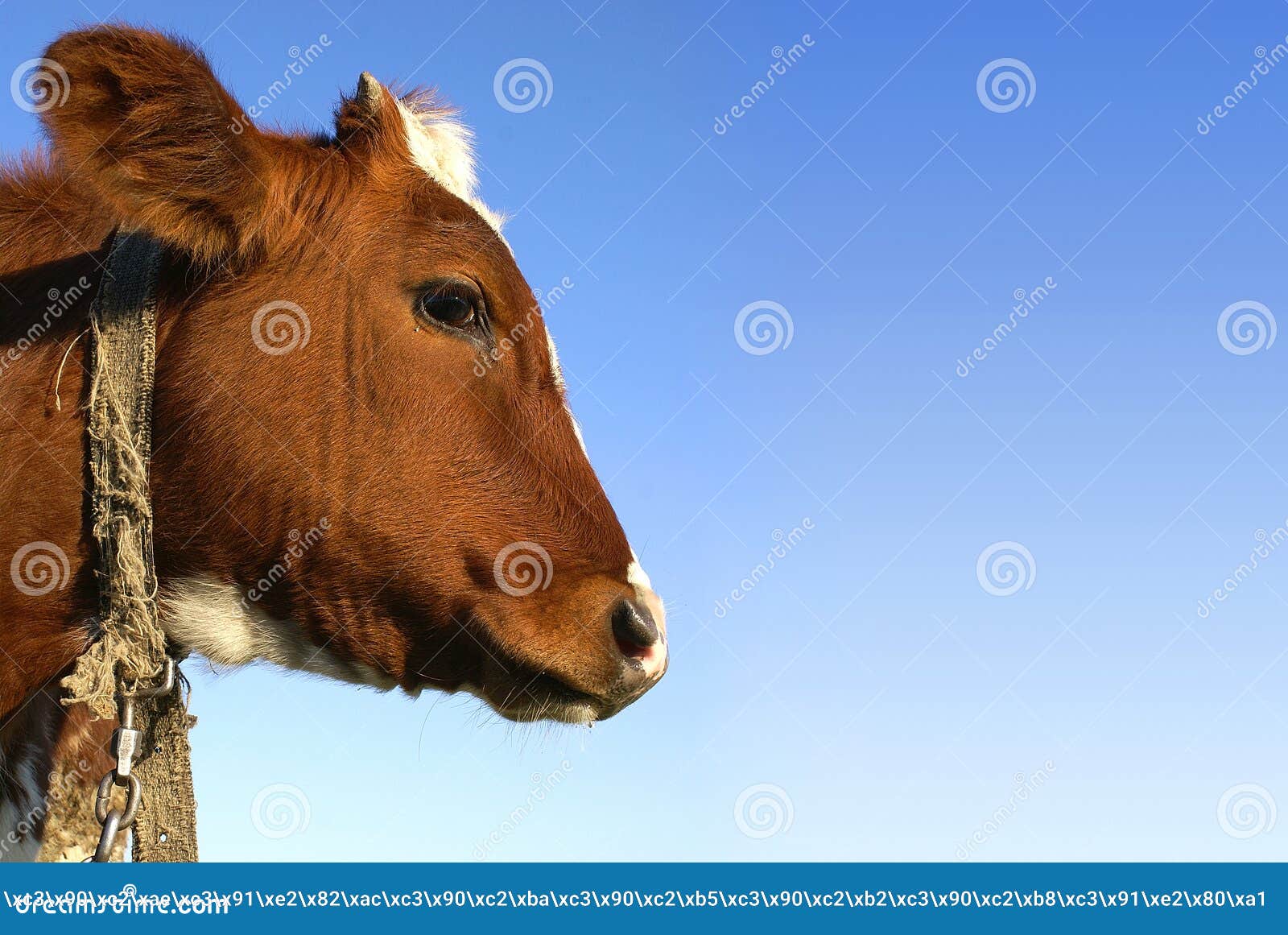 Cow in profile stock photo. Image of agriculture, ears - 3598856