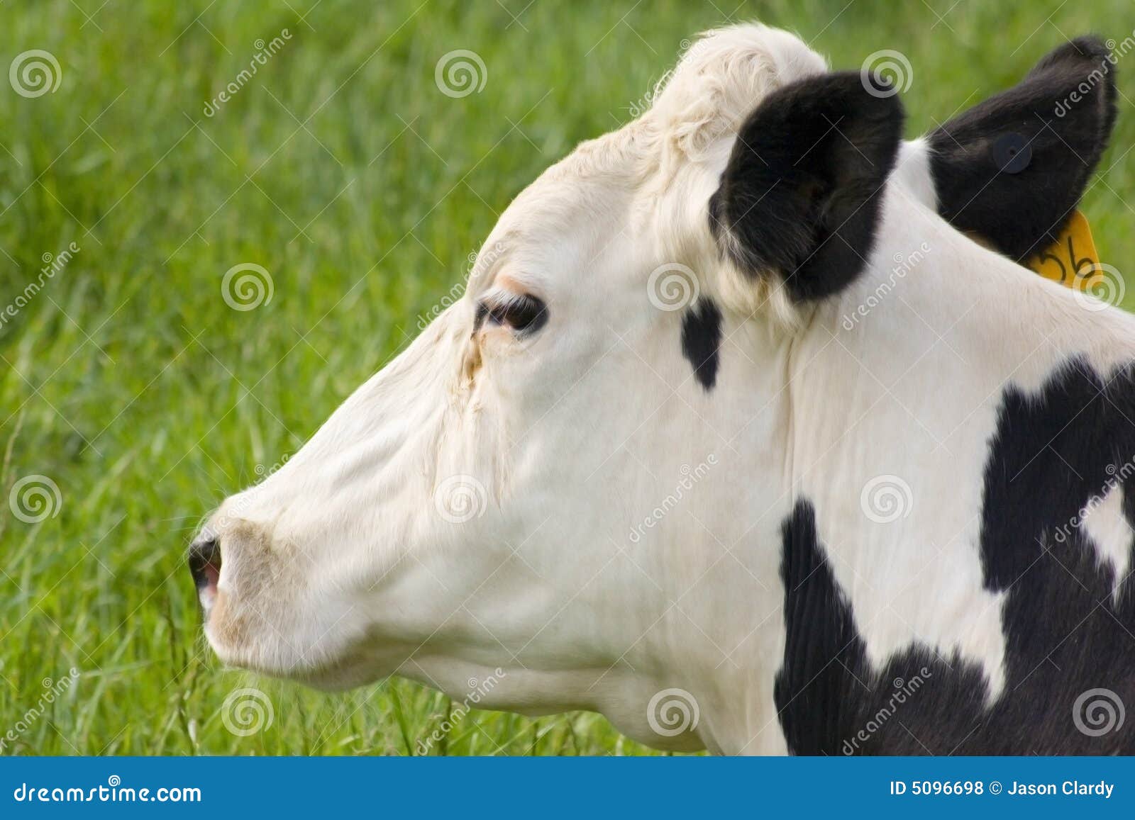 Cow Profile stock photo. Image of cattle, heifer, grass - 5096698