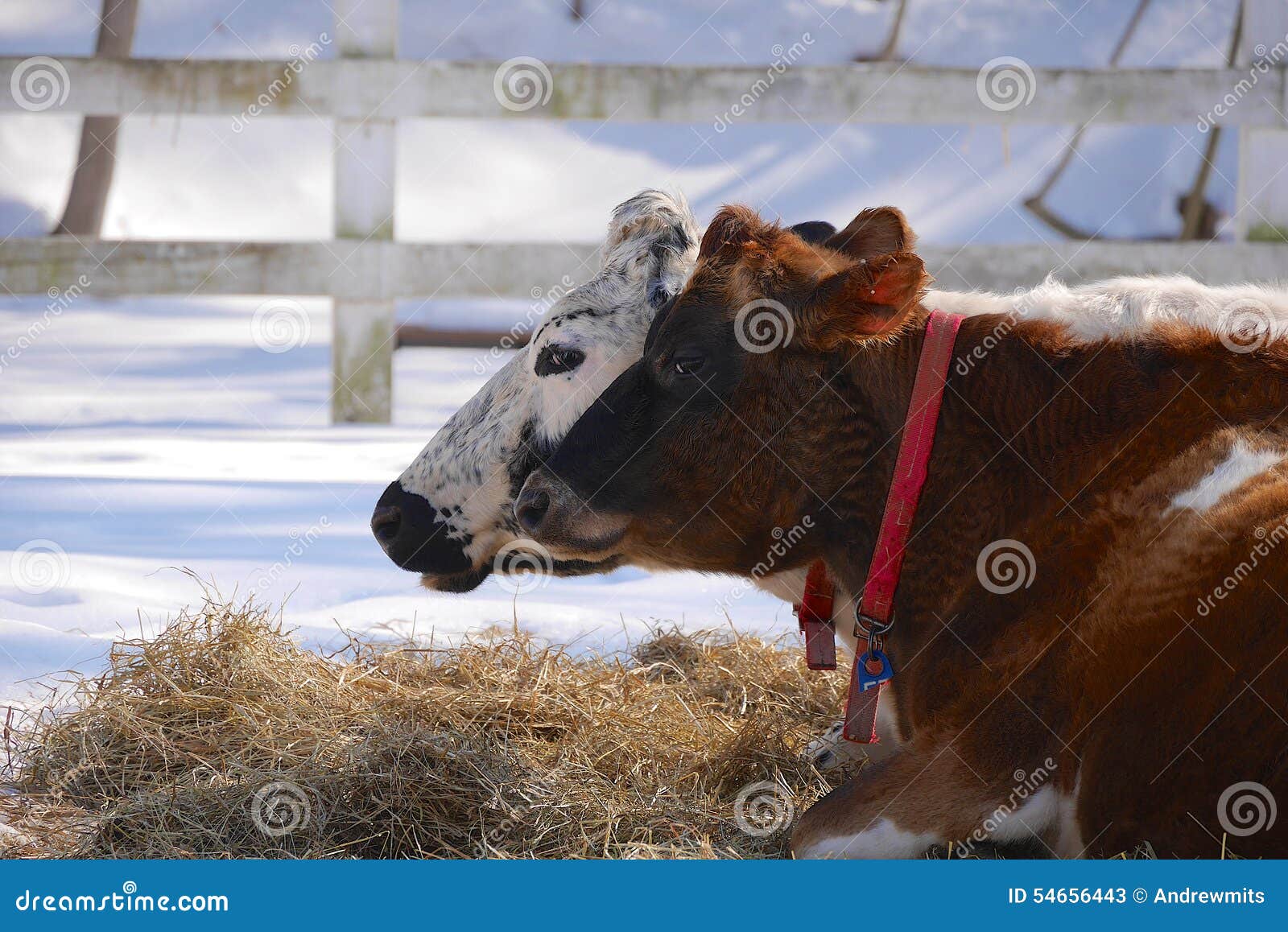 Cow Profile stock image. Image of cattle, snow, straw - 54656443