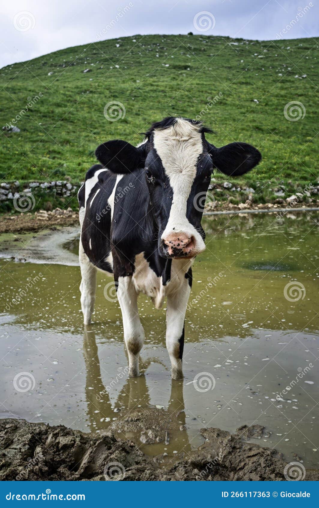 Cow in the puddle of water stock image. Image of bovine - 266117363