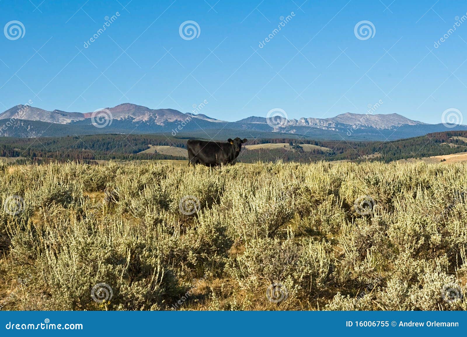 Cow on the Range stock image. Image of farm, landscape - 16006755