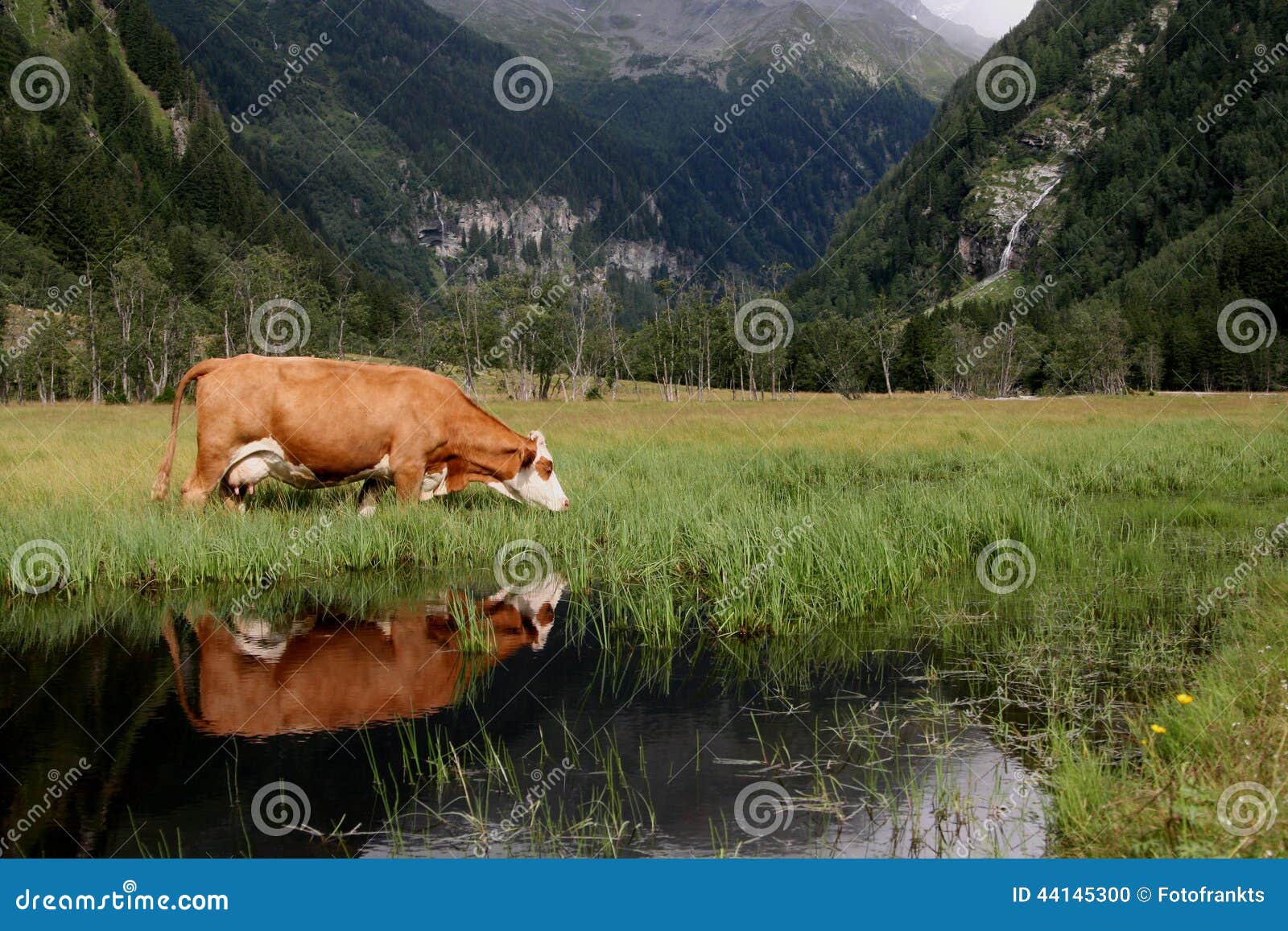 Cow in mountain stock photo. Image of graze, food, farm - 44145300