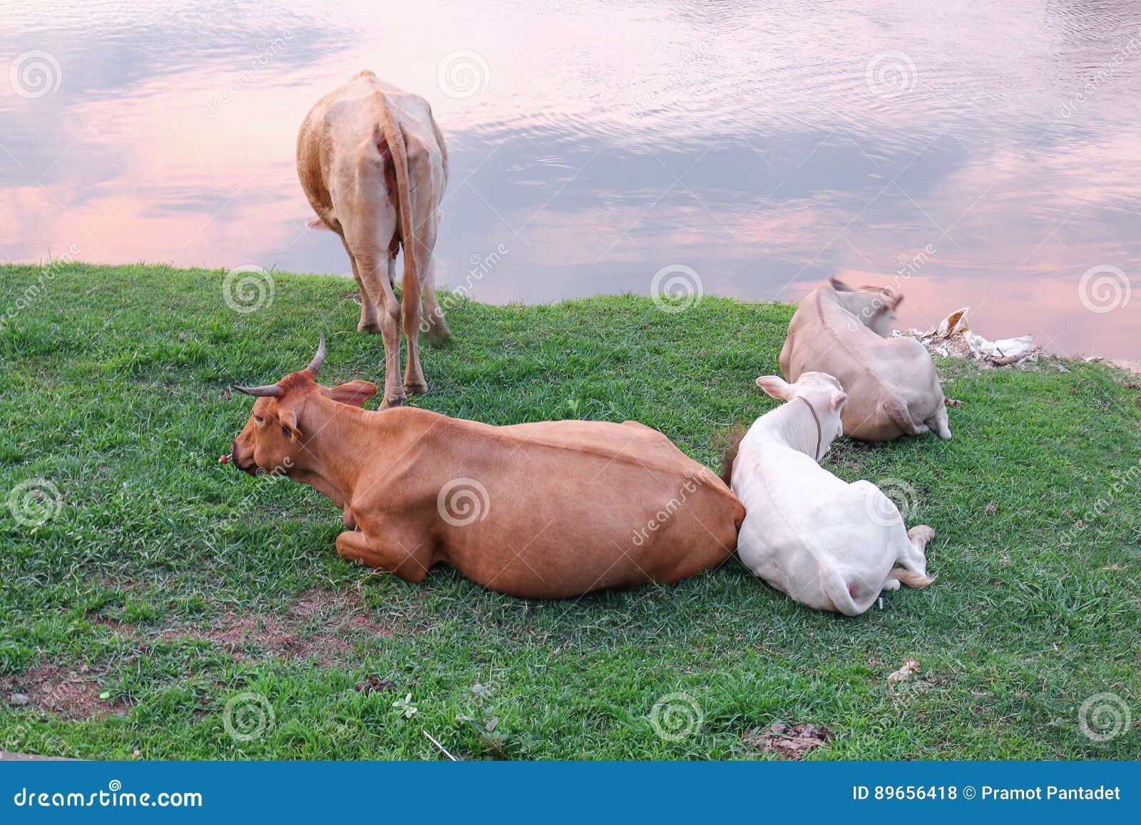 Cow Relax on Grass Riverside Stock Photo - Image of livestock, lying ...