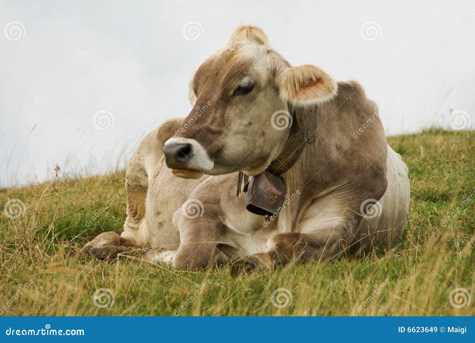 Cow relaxing stock image. Image of grass, brown, meadow - 6623649