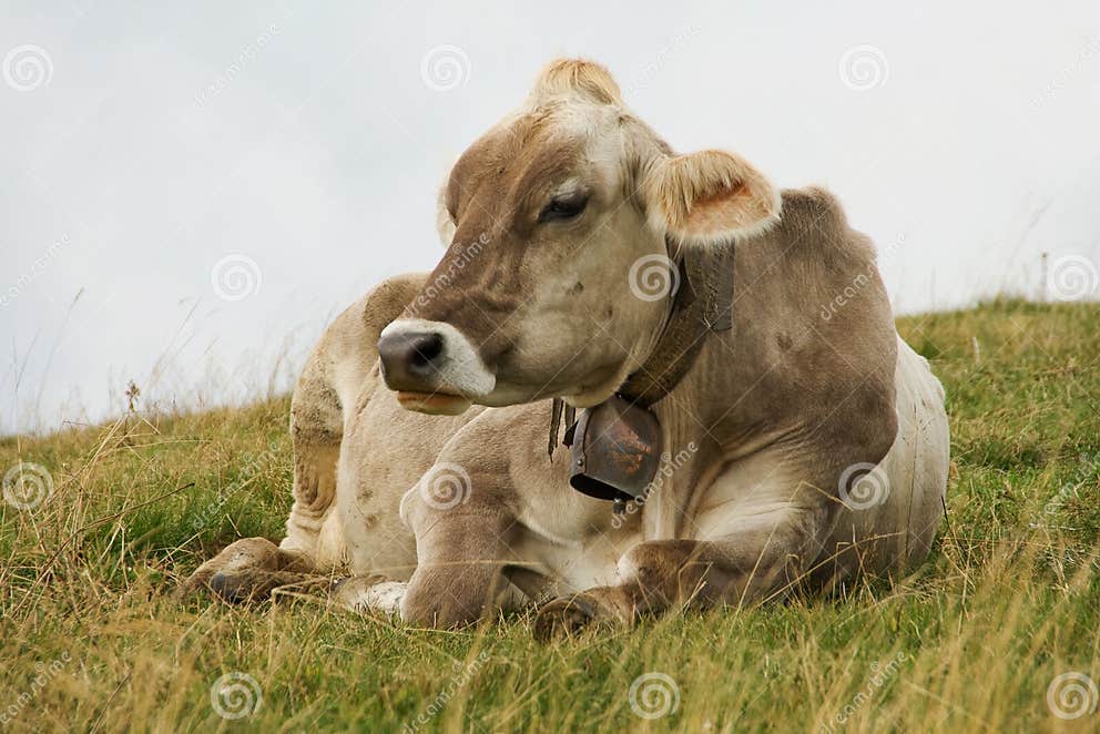 Cow relaxing stock image. Image of grass, brown, meadow - 6623649