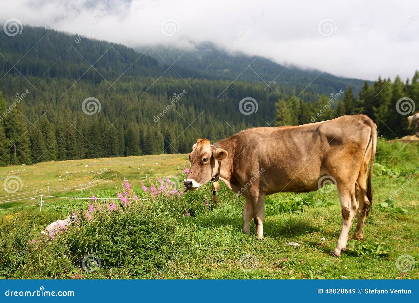 Cow relaxing stock image. Image of environmental, dolomites - 48028649