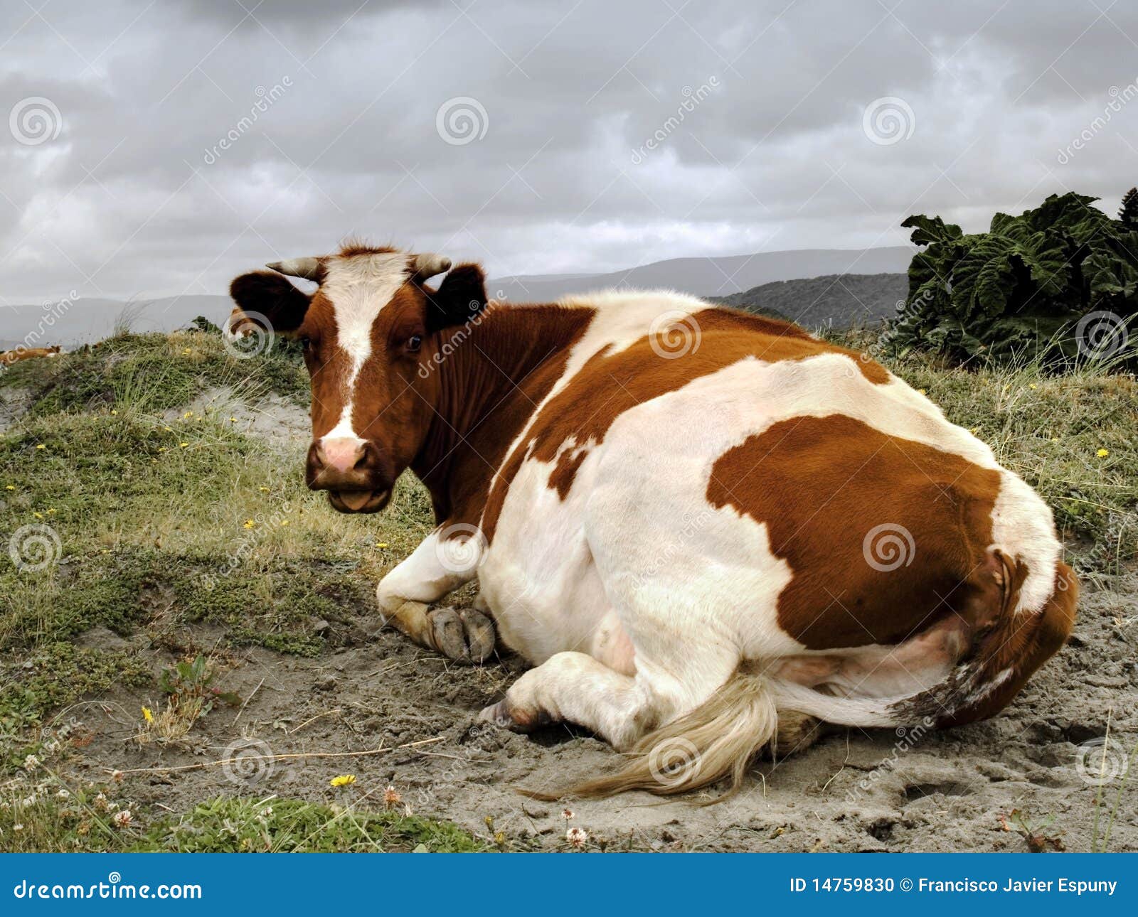 Cow resting stock photo. Image of wild, cattle, look - 14759830