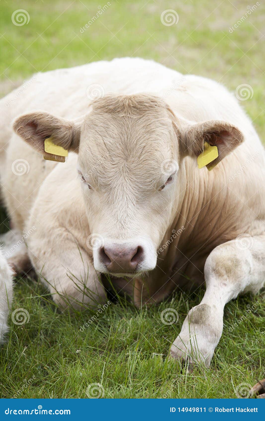 Cow resting stock image. Image of livestock, close, head - 14949811