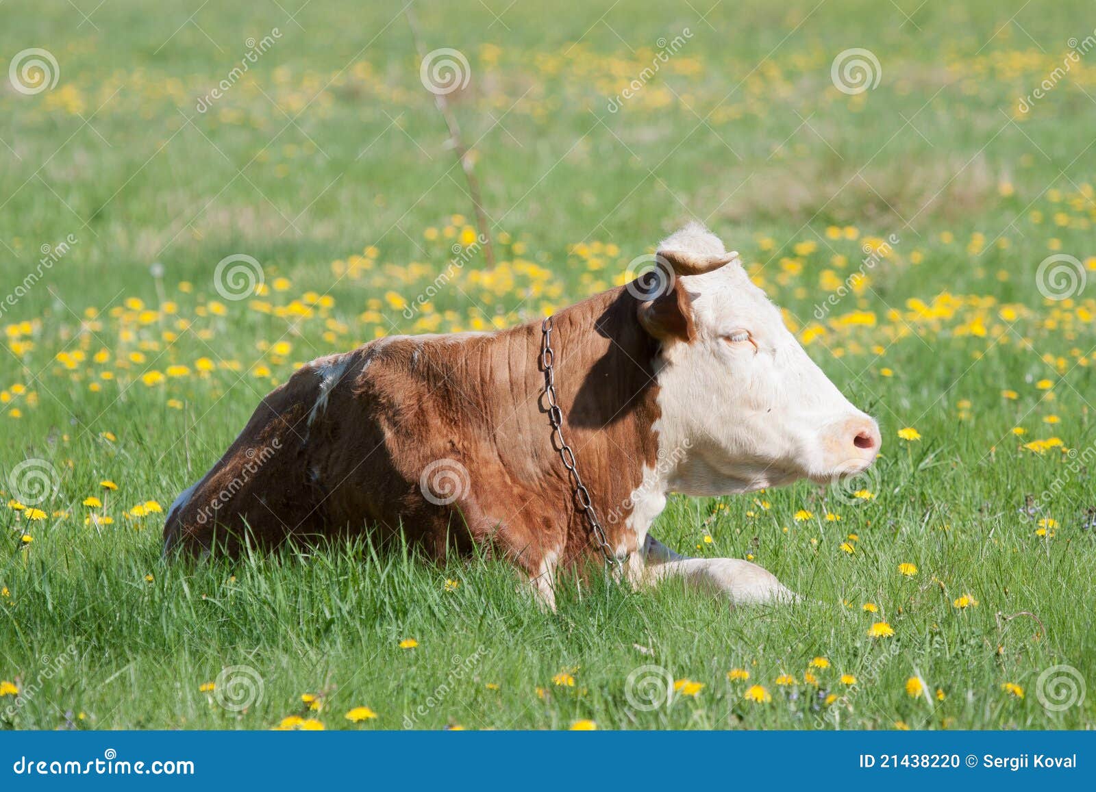 Cow resting stock photo. Image of recreation, milker - 21438220