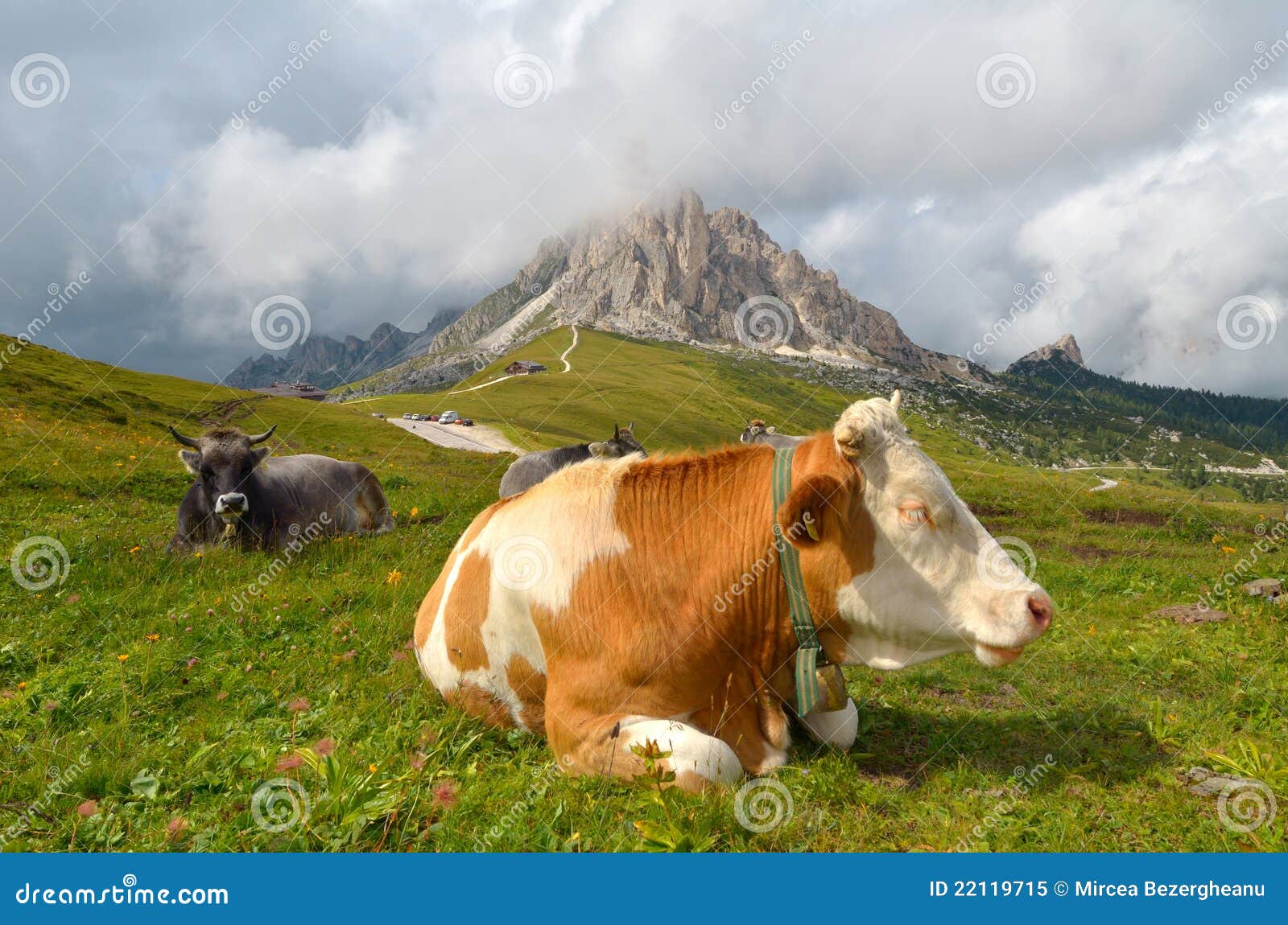 Cow resting stock image. Image of farming, cattle, animal - 22119715