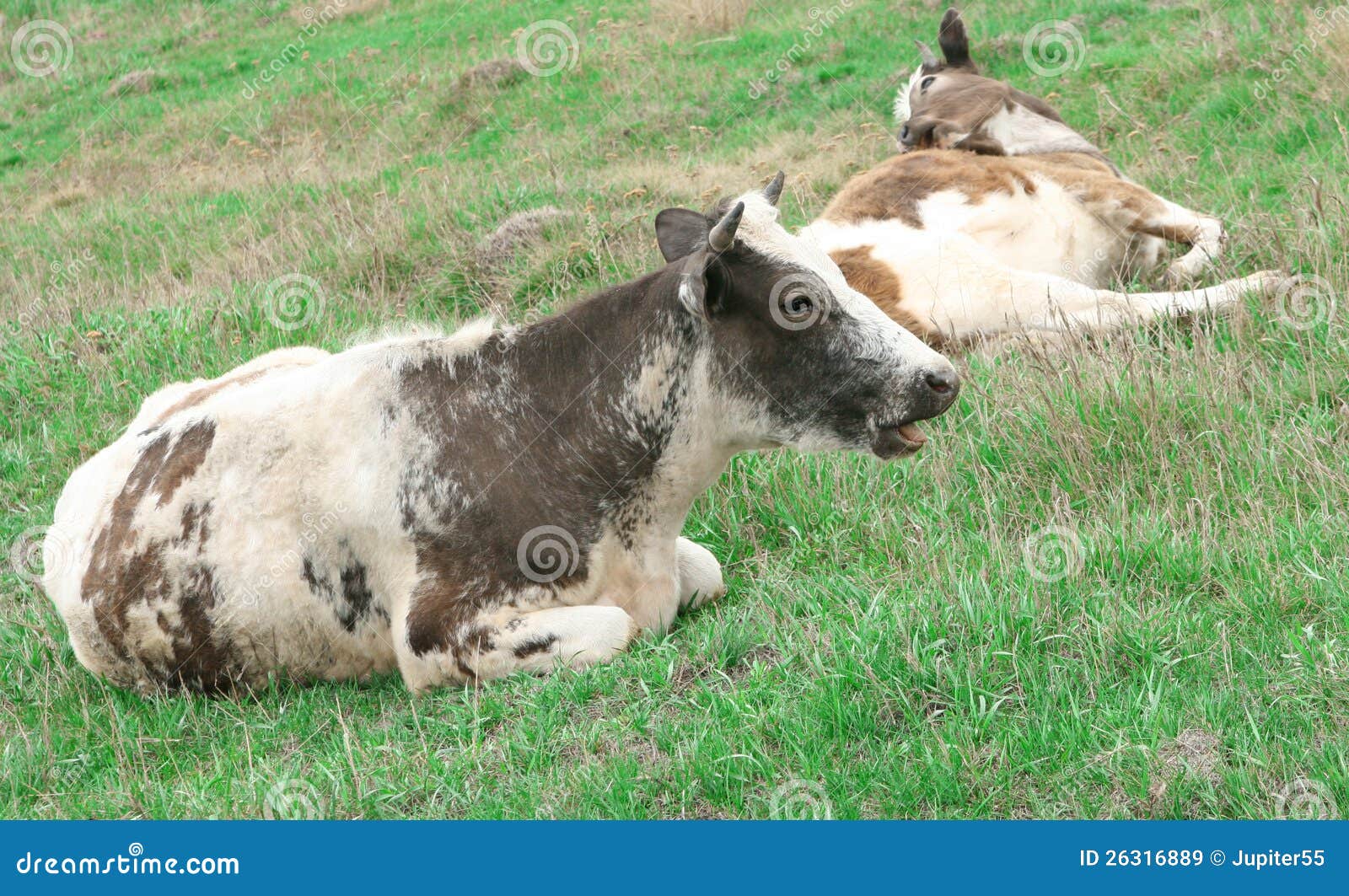 Cow resting stock image. Image of agriculture, animal - 26316889