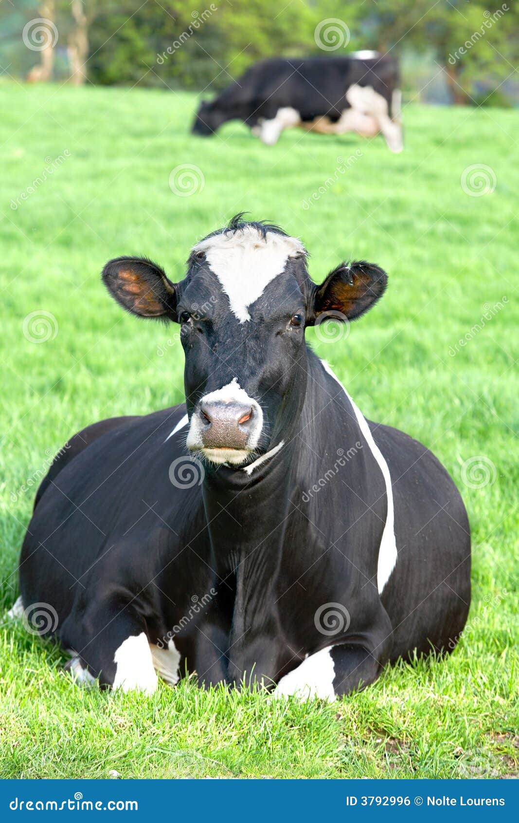 Cow Resting stock photo. Image of milk, farm, graze, jersey - 3792996