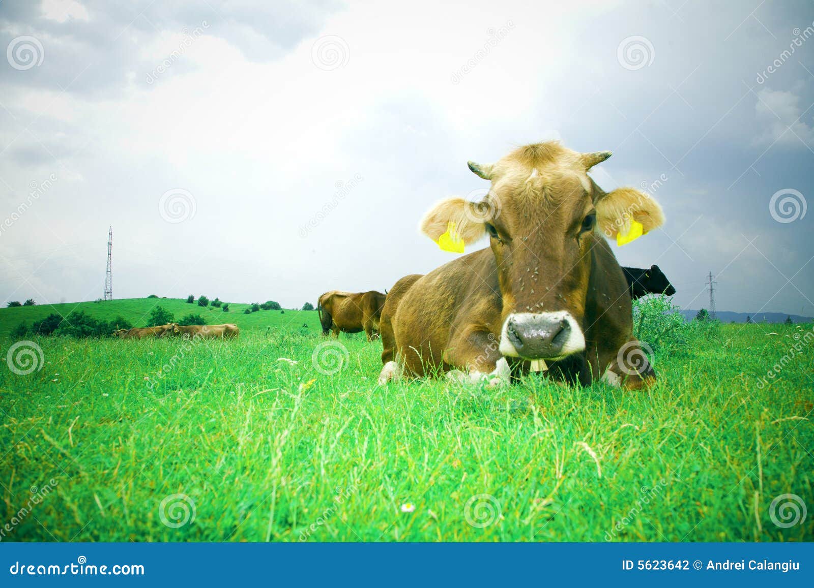 Cow resting stock photo. Image of pasture, animal, grass - 5623642