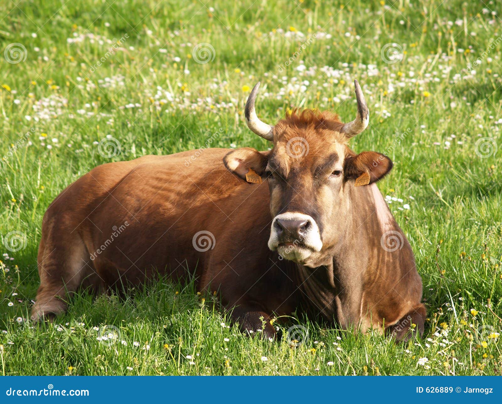 Cow resting stock image. Image of herd, field, mammal, agricultural ...