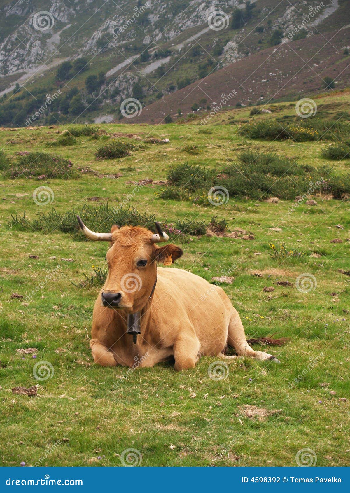 Cow resting on a alp stock photo. Image of europa, meadow - 4598392