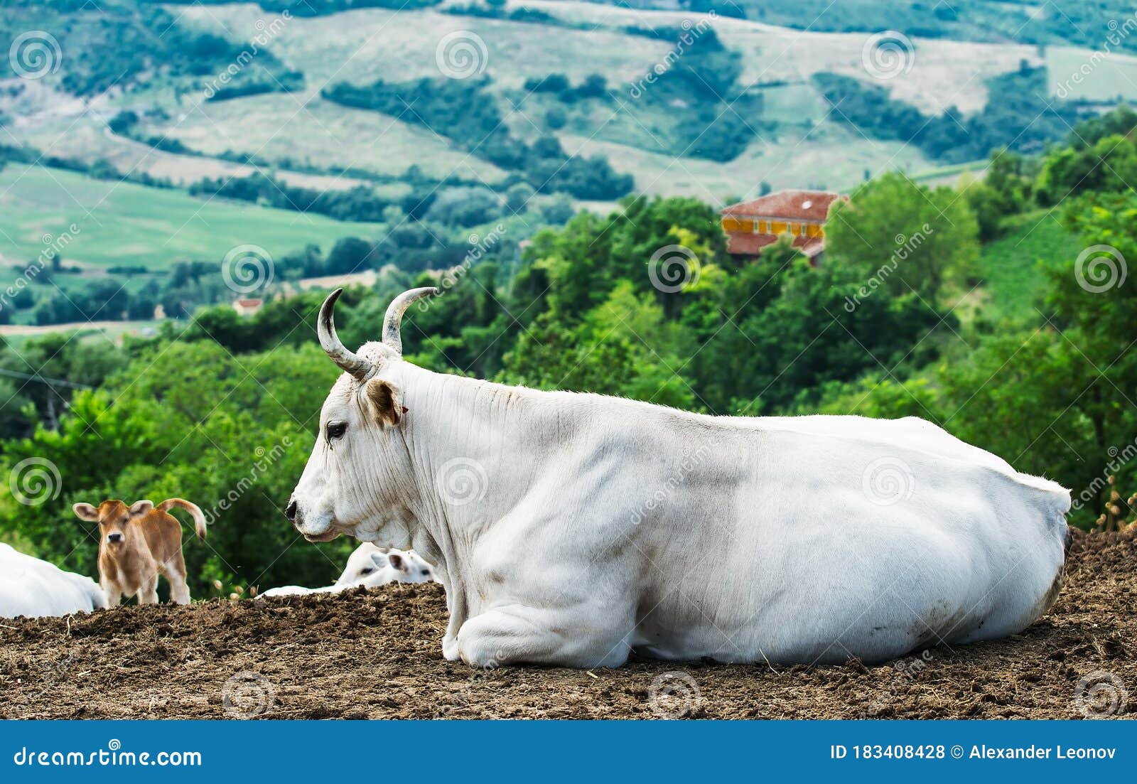 Cow is resting stock photo. Image of plantation, agriculture - 183408428