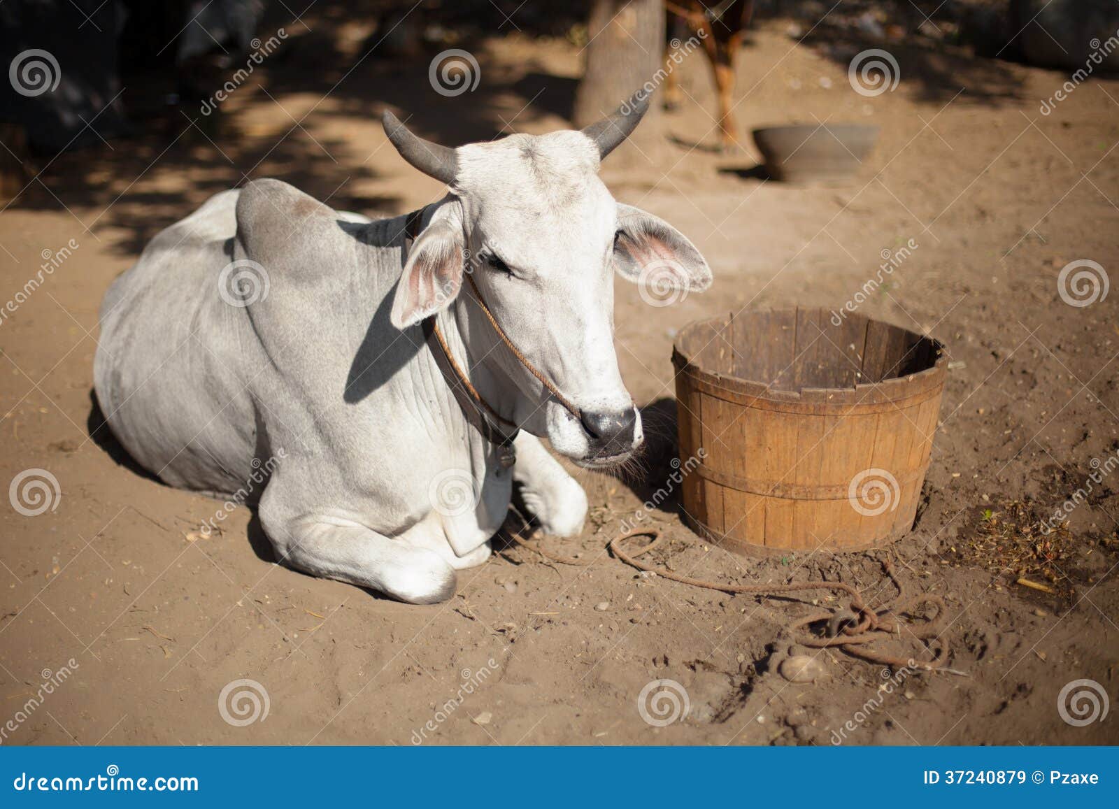 Cow is resting. Burma stock image. Image of mammal, white - 37240879