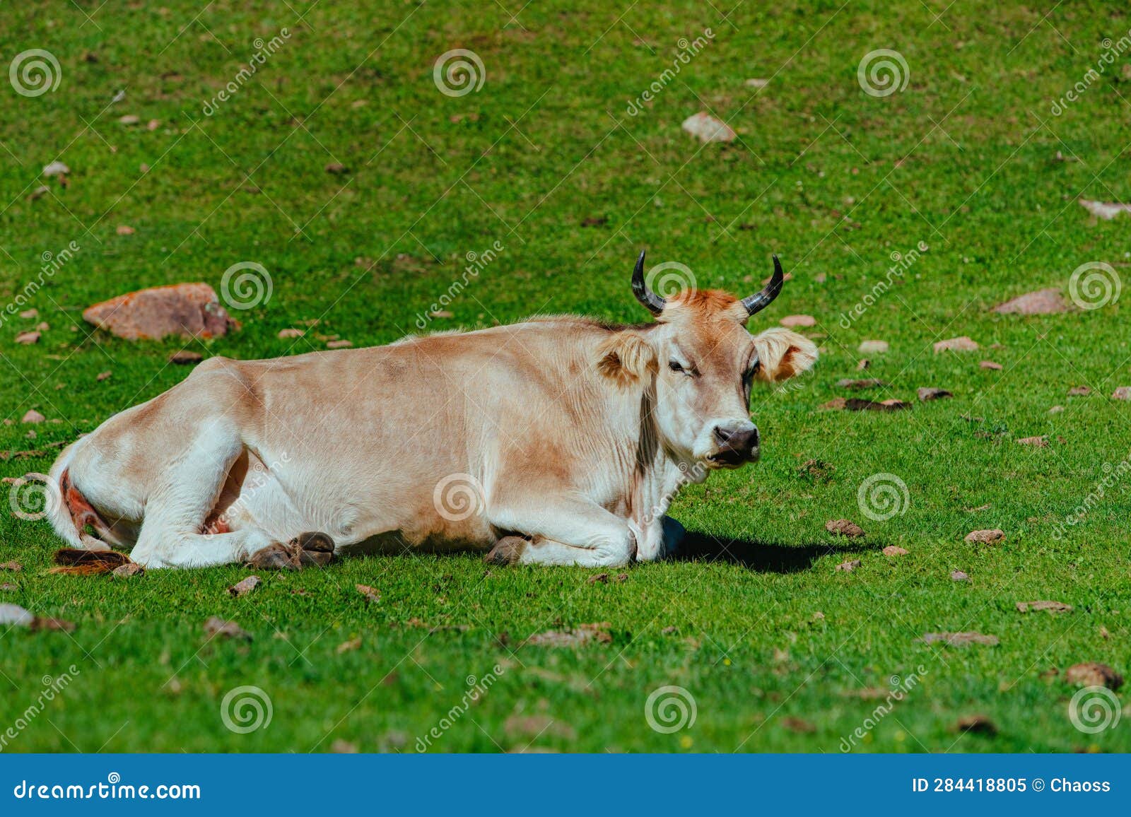 Cow Resting on High Mountain Meadow Stock Image - Image of high, field ...