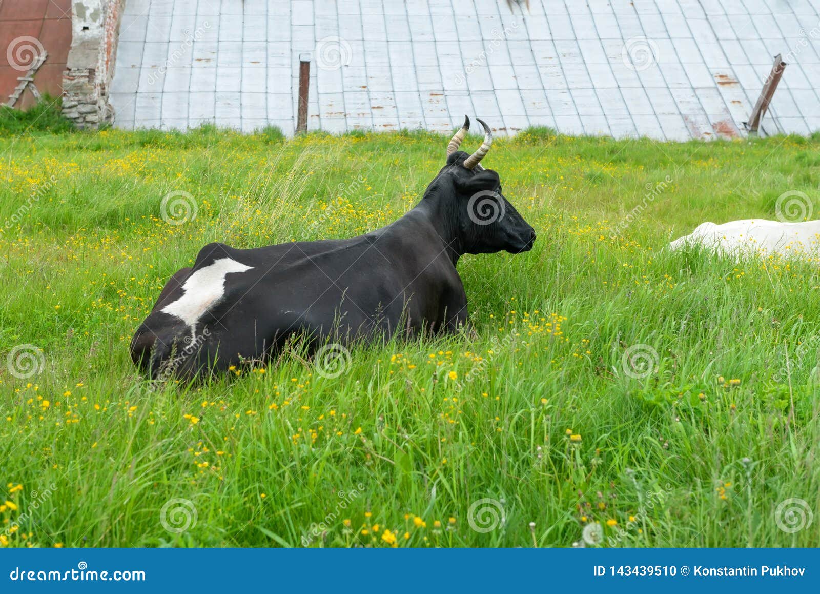 Cow resting stock photo. Image of countryside, dairy - 143439510