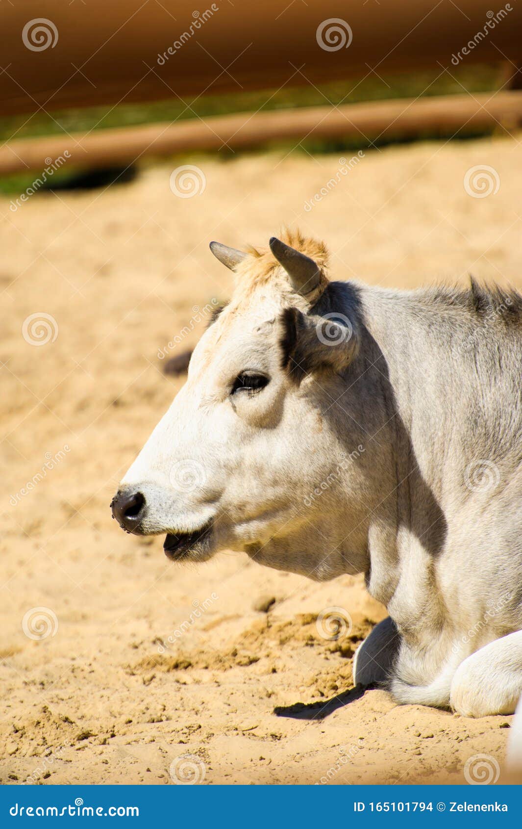 Cow is resting on the sand stock photo. Image of white - 165101794