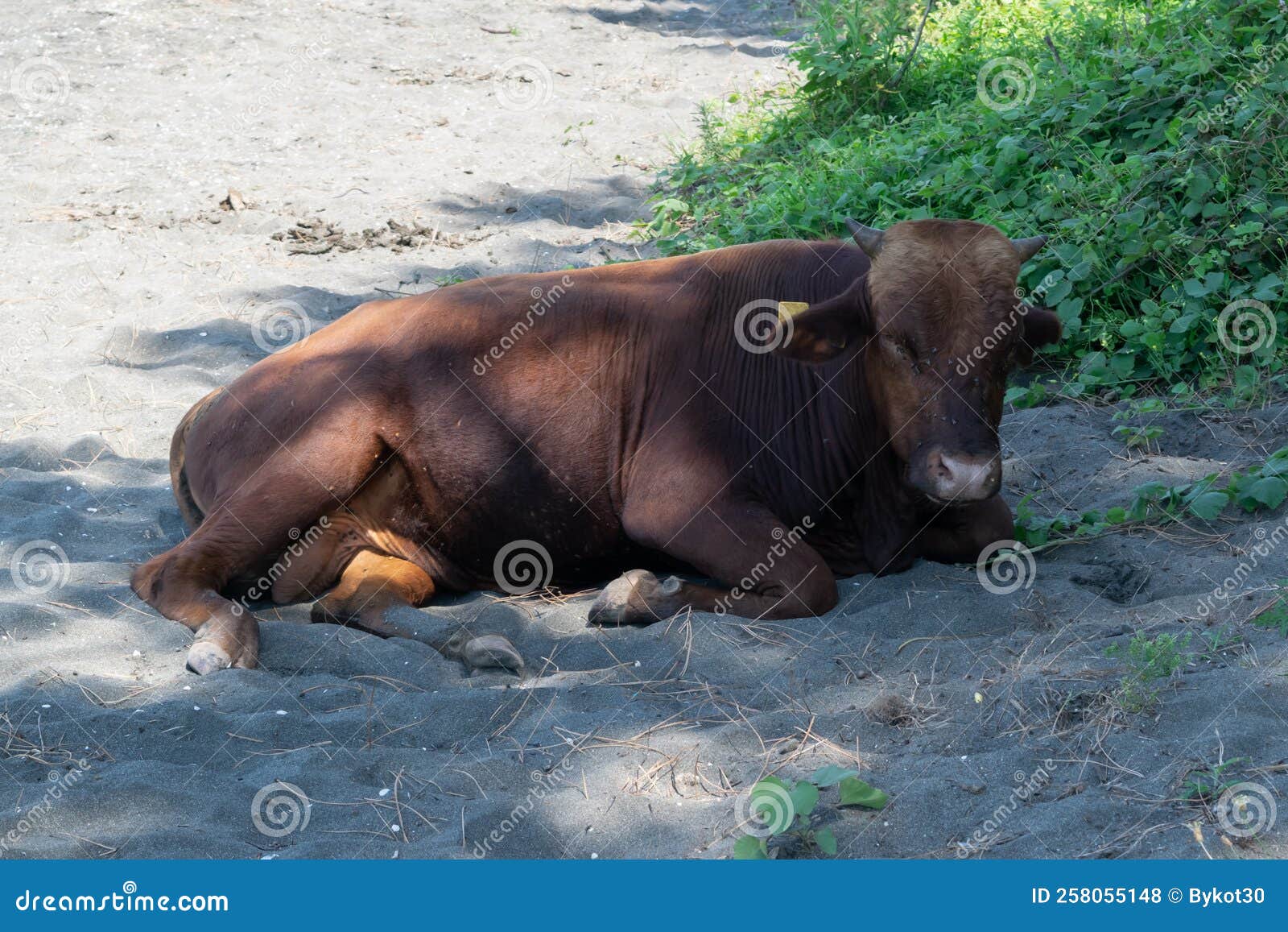 Cow resting on the sand. stock photo. Image of outdoor - 258055148