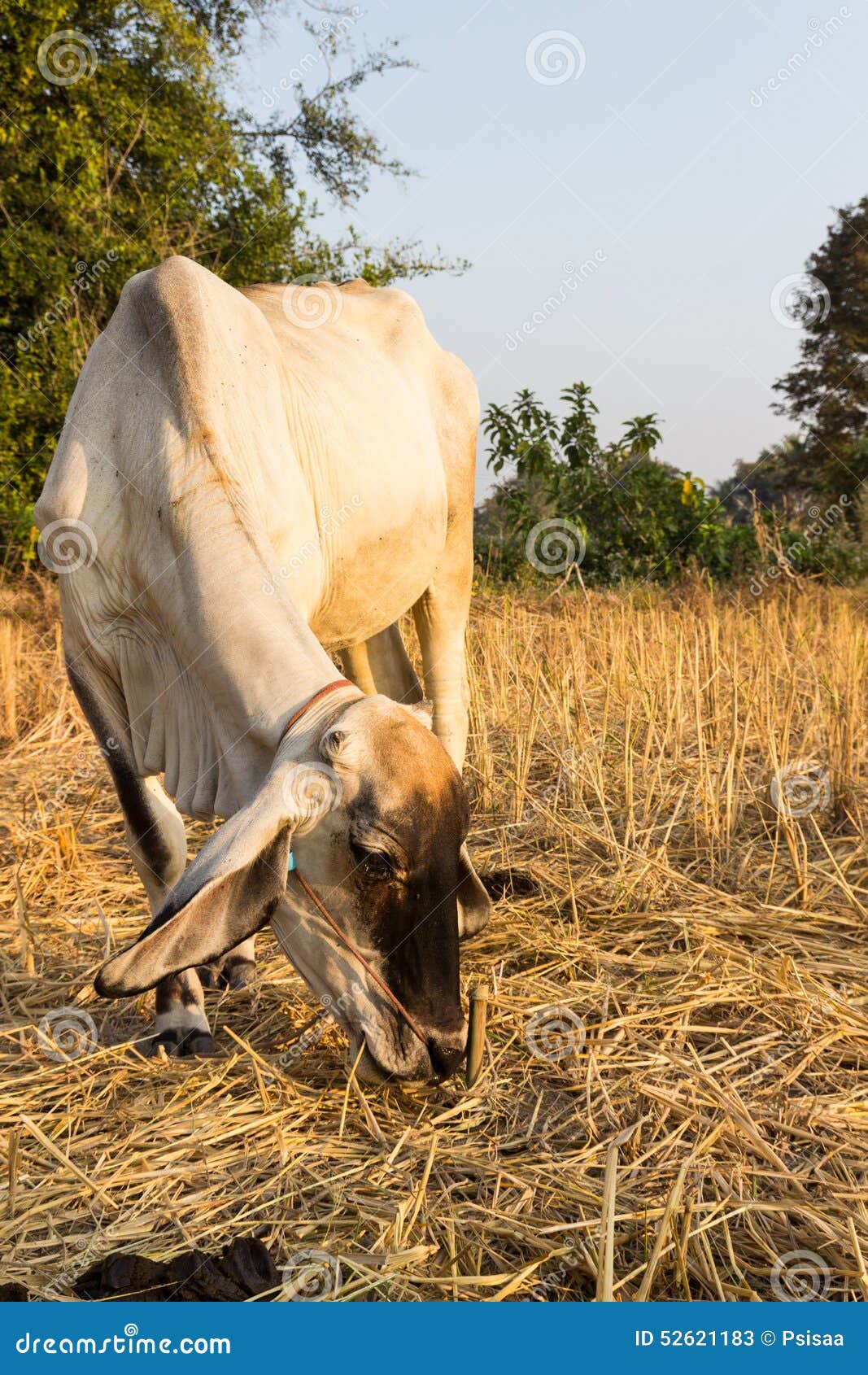 Cow in rice paddy field stock image. Image of nature - 52621183