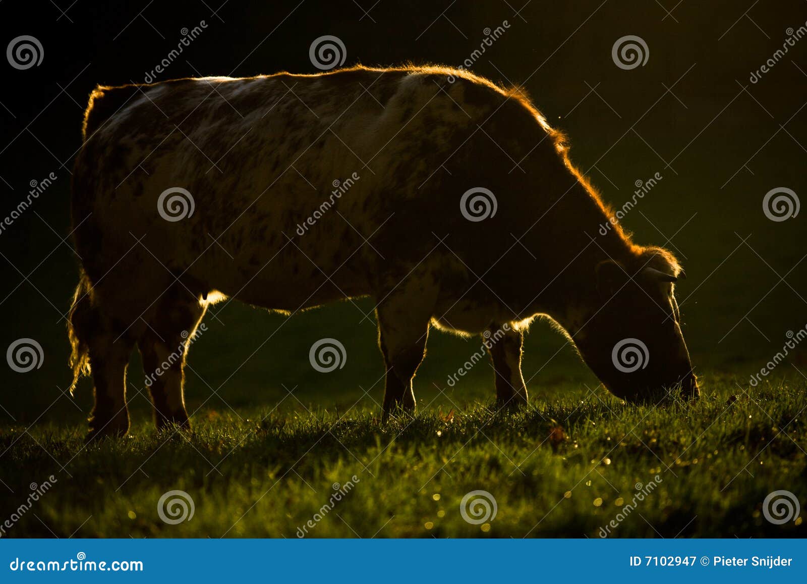 Cow with Rimlight stock image. Image of contrast, black - 7102947