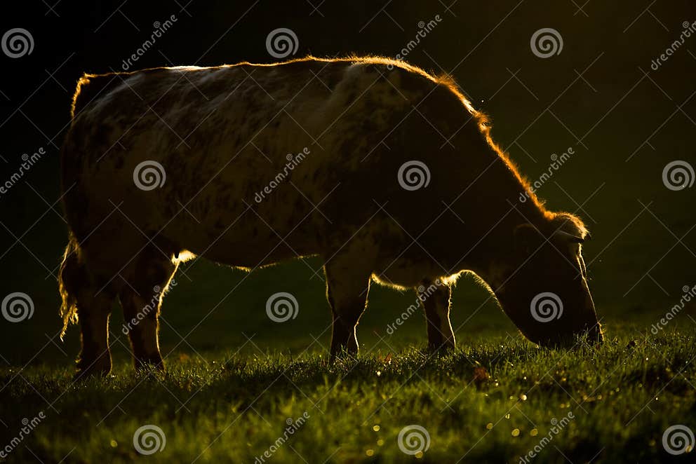 Cow with Rimlight stock image. Image of contrast, black - 7102947