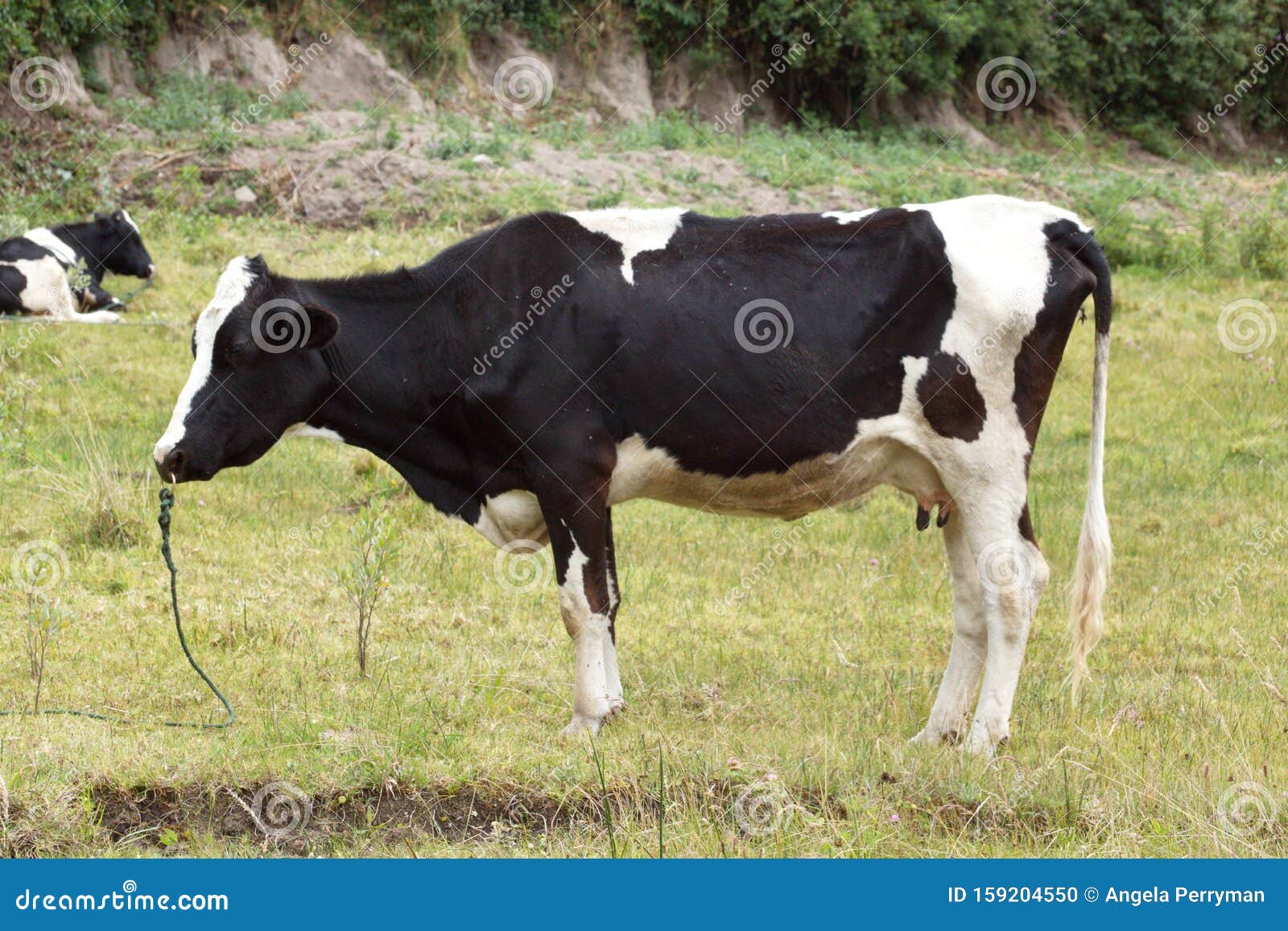 Cow with a Ring in Its Nose Stock Photo - Image of close, ring: 159204550